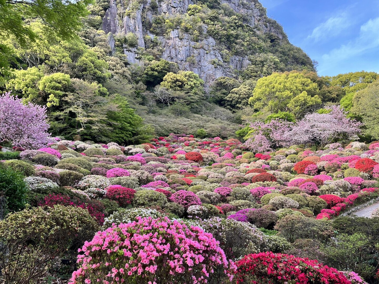 佐賀の御船山楽園！！ ツツジが綺麗すぎま... / nanamiさんのモーメント | YAMAP / ヤマップ