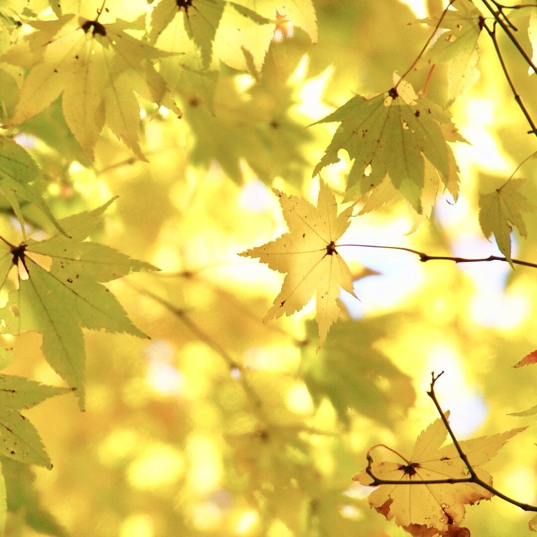 池田山-2024-11-24 / shouichiさんの池田山の活動データ | YAMAP / ヤマップ