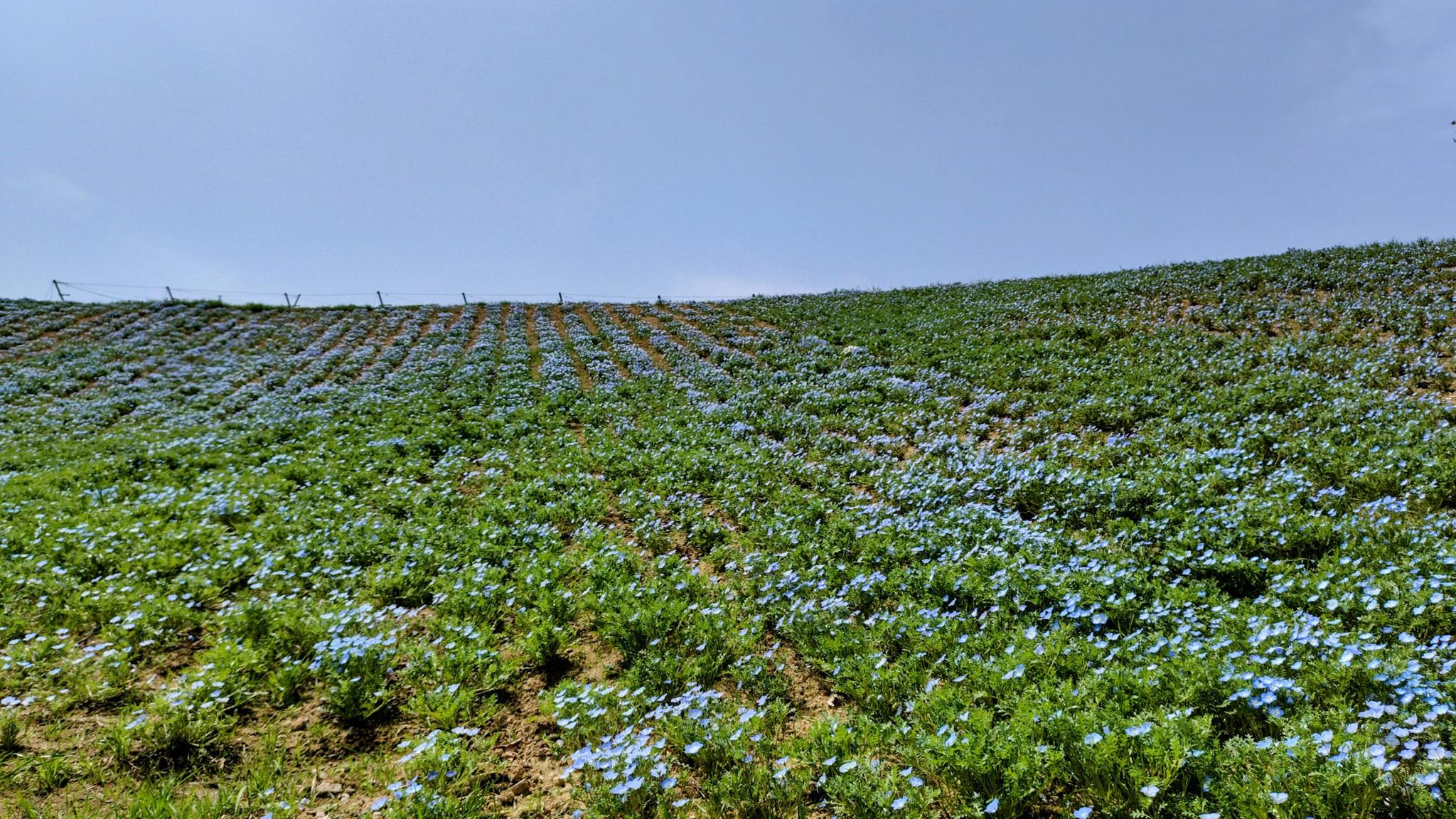 五分咲き？ / yoheiさんのモーメント | YAMAP / ヤマップ