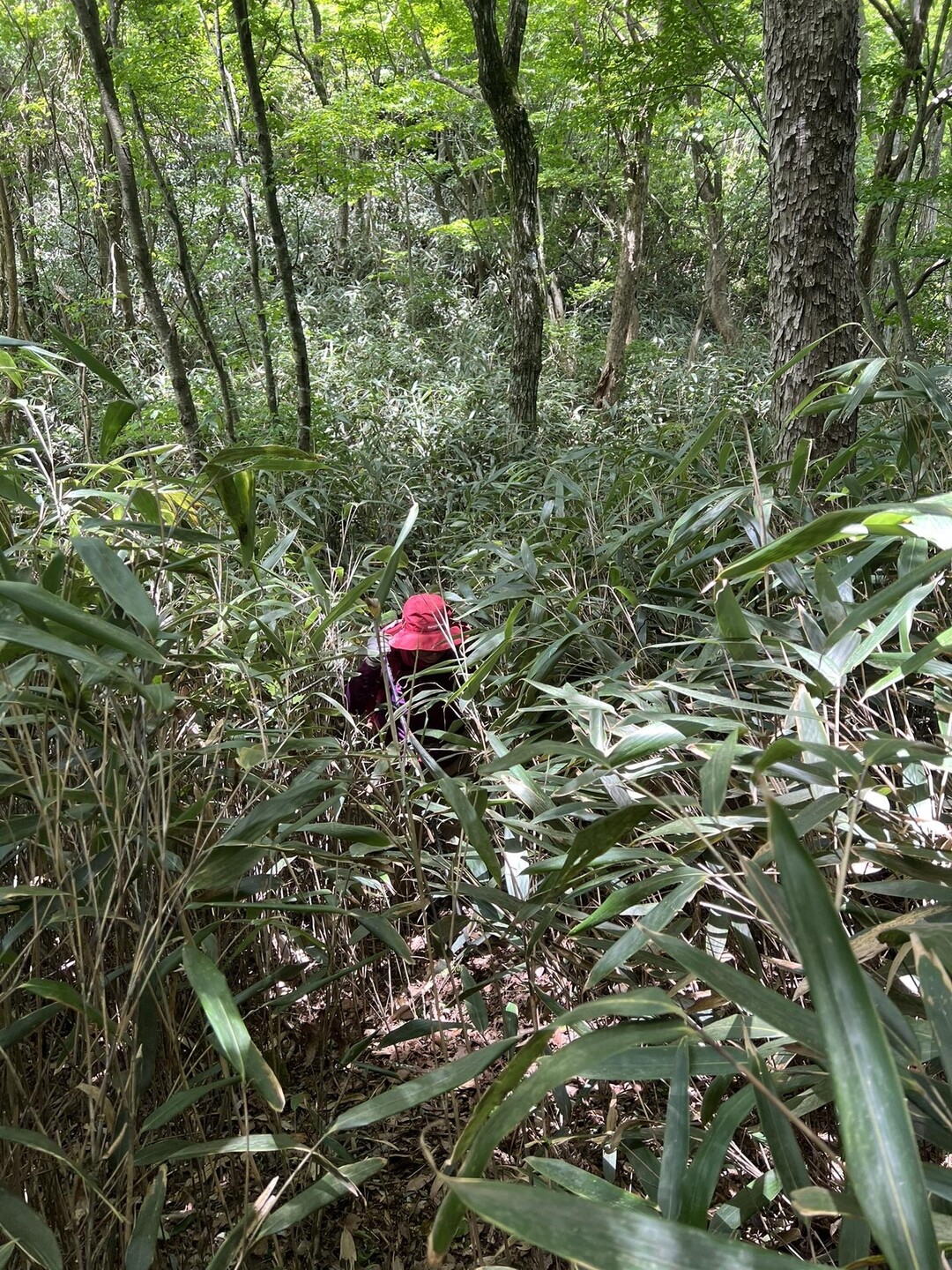 黒森 / ta3netさんの面木山の活動日記 | YAMAP / ヤマップ