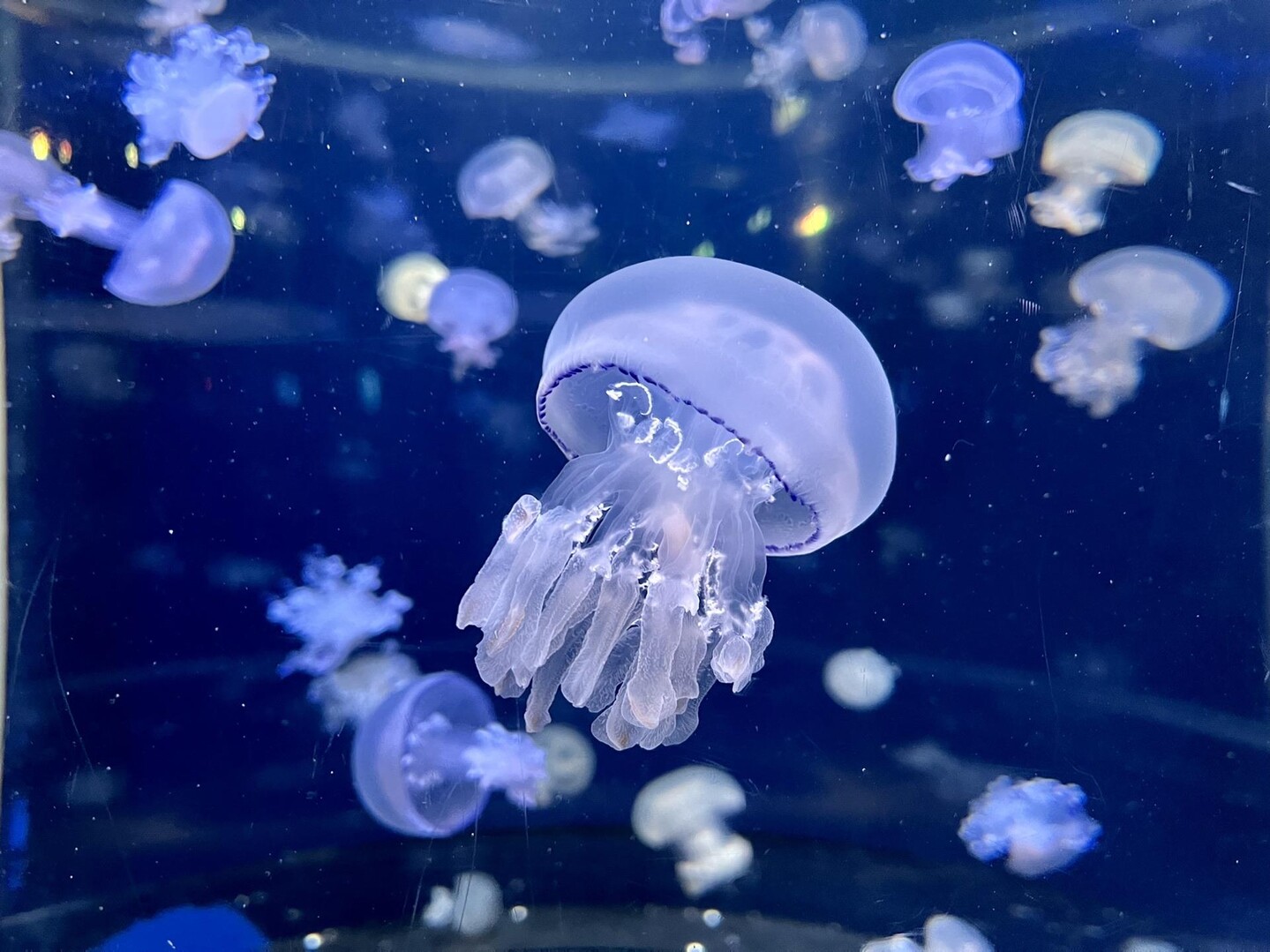 江の島de散歩 / みんみんさんの江の島の活動データ | YAMAP / ヤマップ