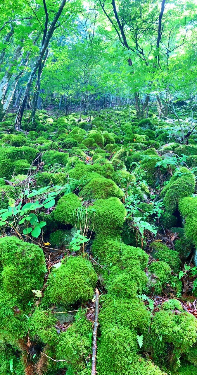 癒されまくりのMoss World☺️ / kenさんの大洞山・尼ヶ岳の活動データ | YAMAP / ヤマップ