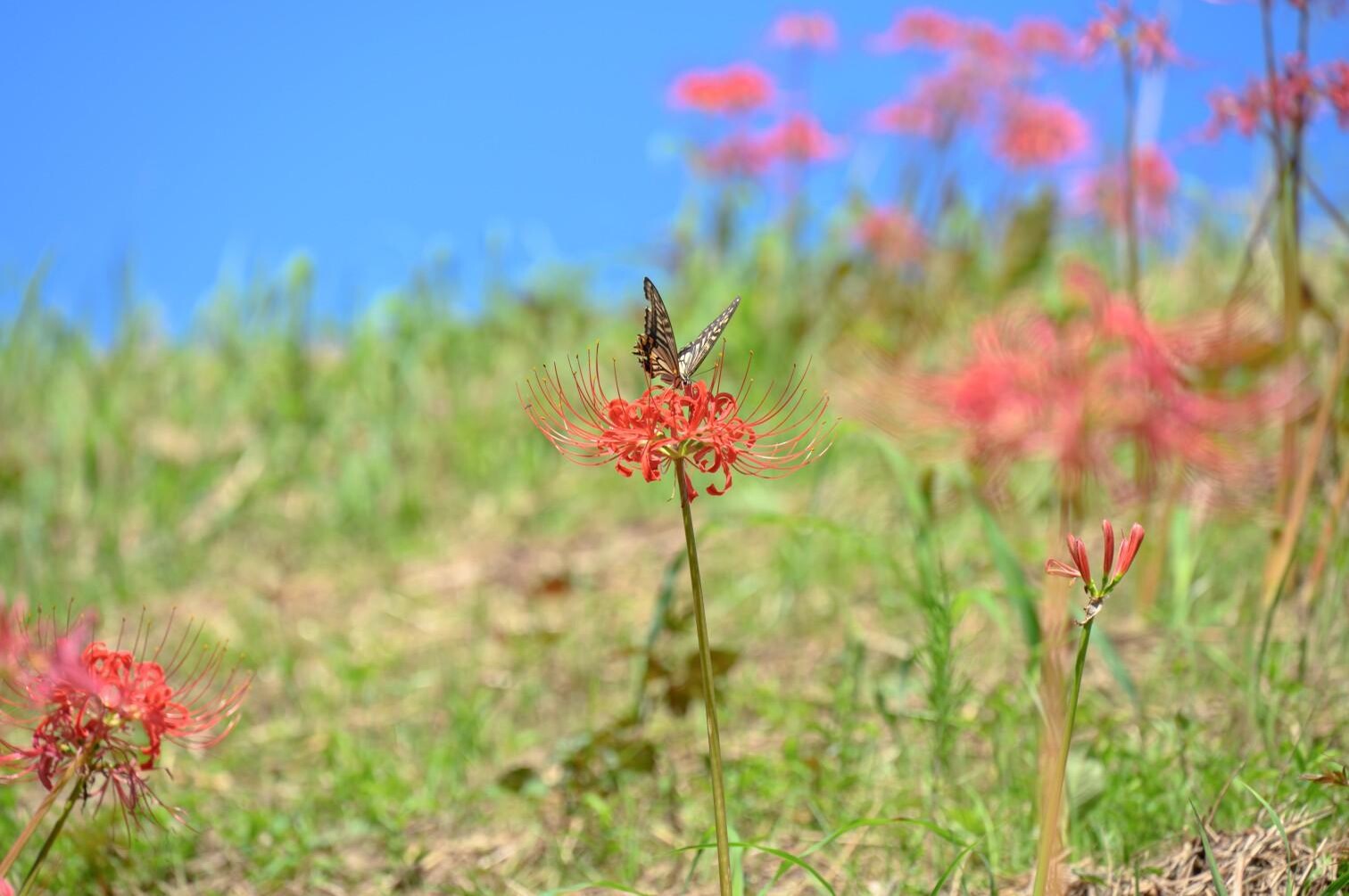リコリス / vlog_tottiyさんのモーメント | YAMAP / ヤマップ