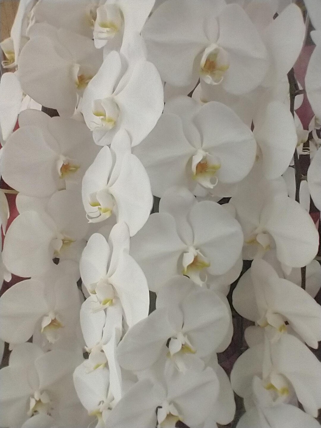 わらしべ長者 胡蝶... / ひげGさんのモーメント | YAMAP / ヤマップ