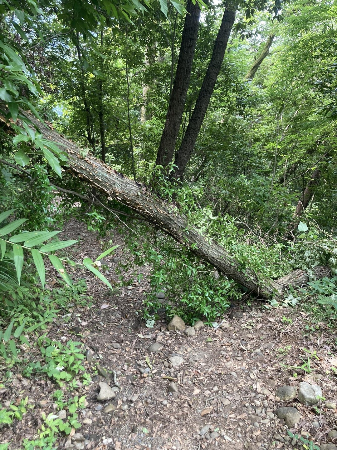 ringさんの投稿したフィールドメモ | YAMAP / ヤマップ