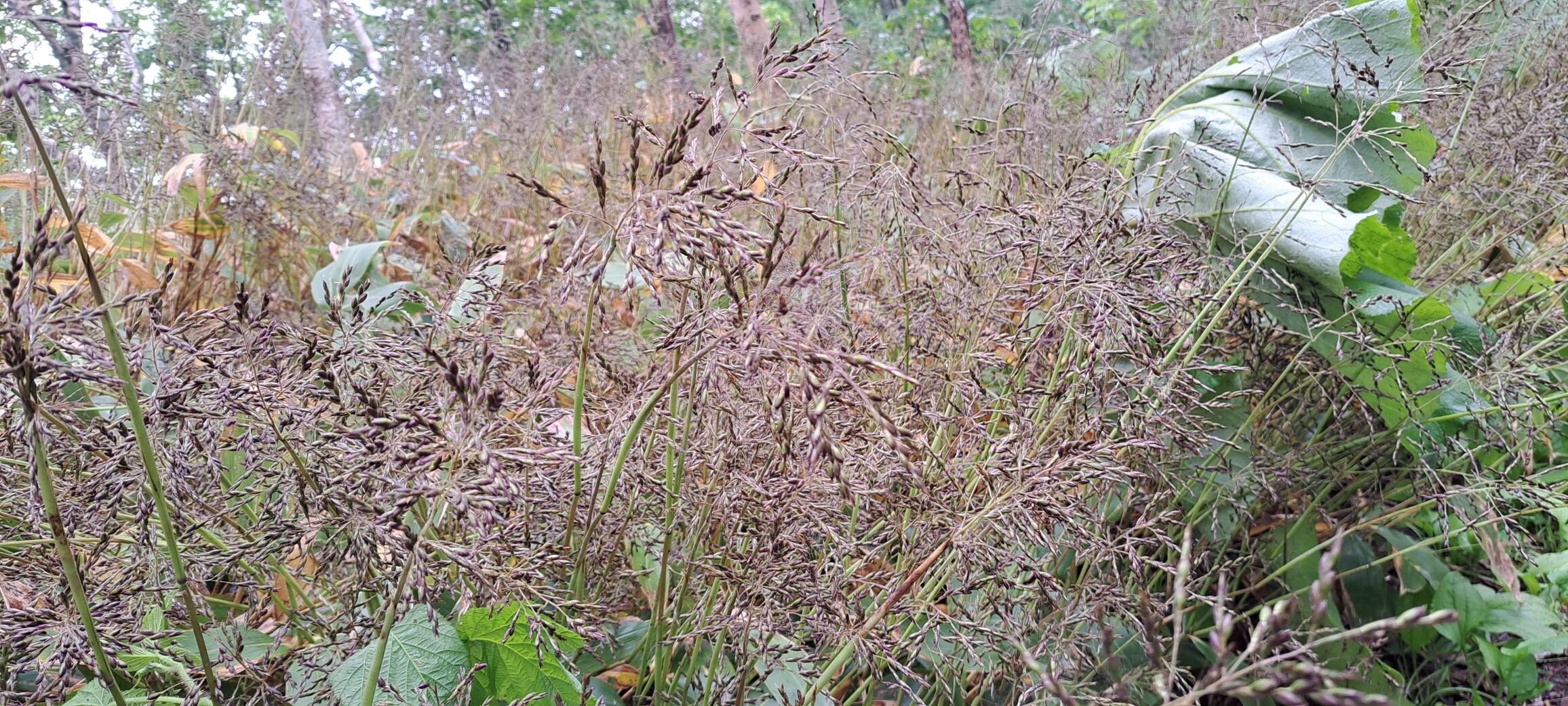 仁頃山 / mojyaさんの仁頃山の活動データ | YAMAP / ヤマップ