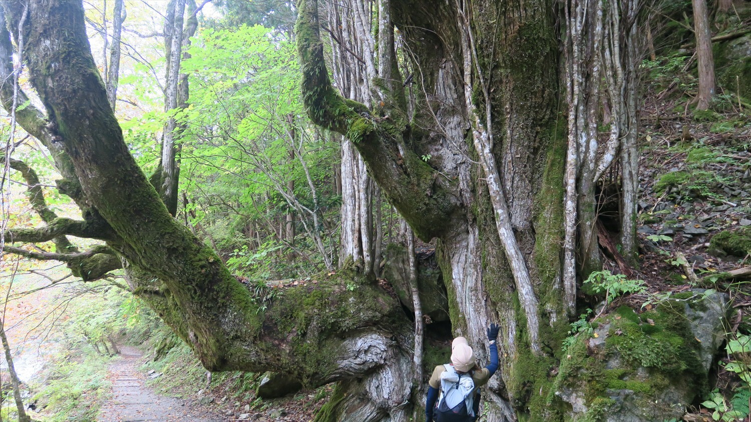 #みたらい渓谷 何度も訪れているが、遊歩... / k (hobo)さんのモーメント | YAMAP / ヤマップ