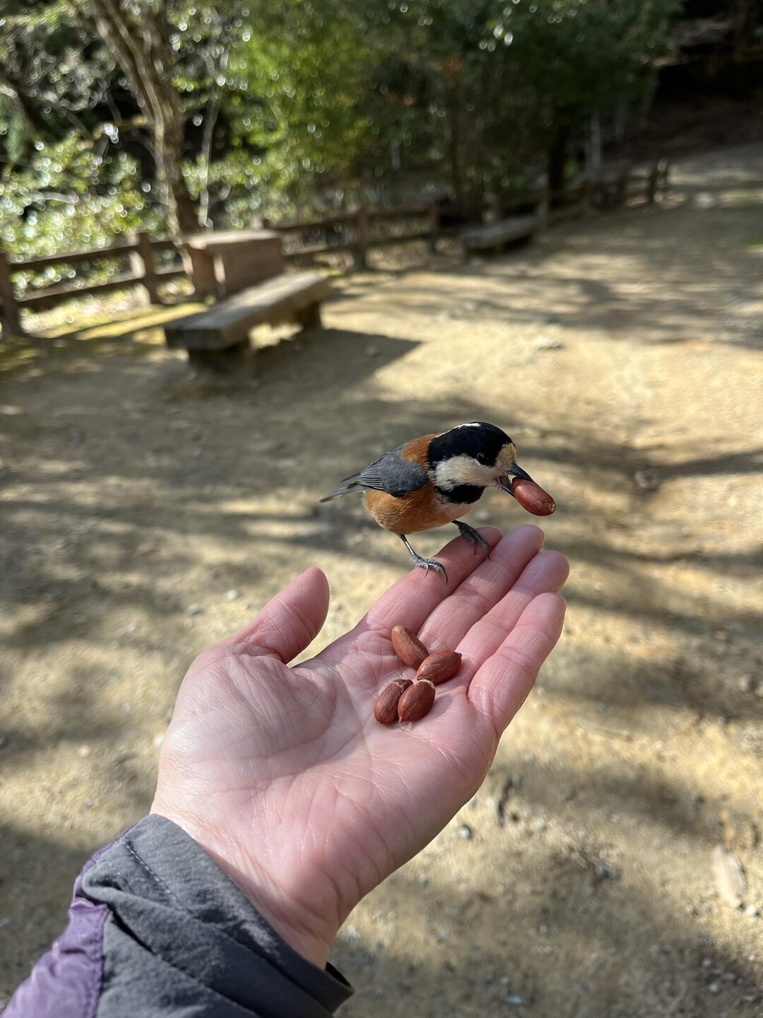 増位山 / pon-pokoさんの増位山・弥高山の活動データ | YAMAP / ヤマップ