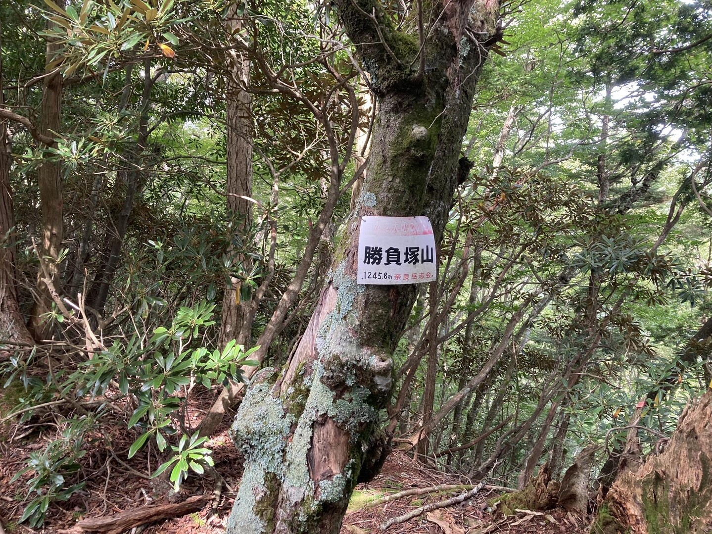 勝負塚山 / joさんの釈迦ヶ岳・大日岳・涅槃岳の活動データ | YAMAP / ヤマップ