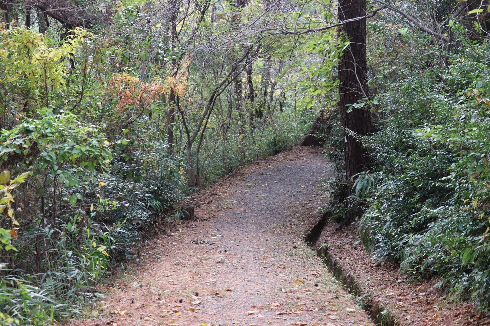 いなべ公園-2023-11-23 / hideさんの多度山・美濃松山・石津御嶽の活動データ | YAMAP / ヤマップ