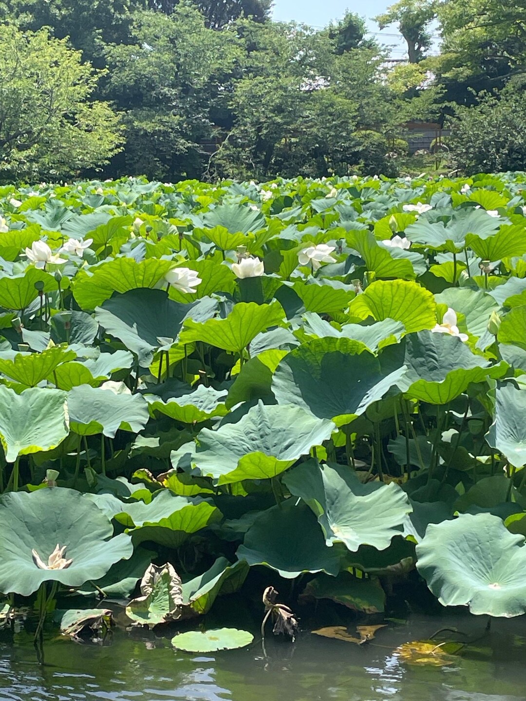 六国見山・勝上山・鷲峰山・大平山・天園 / hal0330さんの鎌倉アルプス（大平山・天台山）の活動データ | YAMAP / ヤマップ