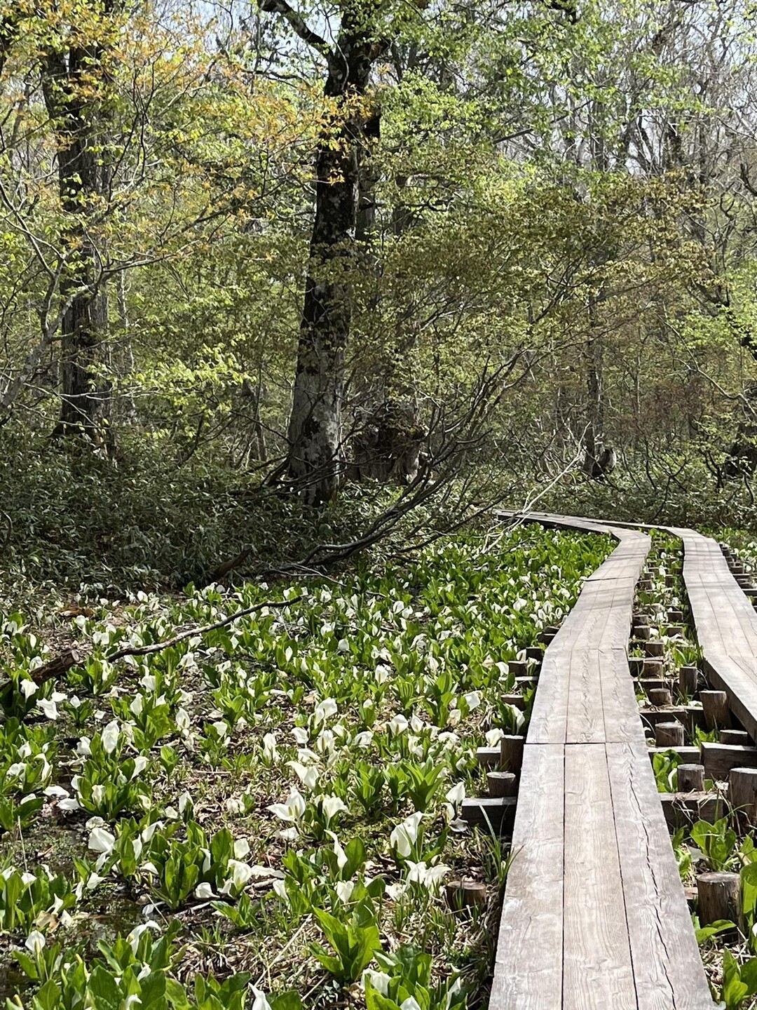 2024.5.23 天気 薄曇りから徐... / megu-chanさんのモーメント | YAMAP / ヤマップ