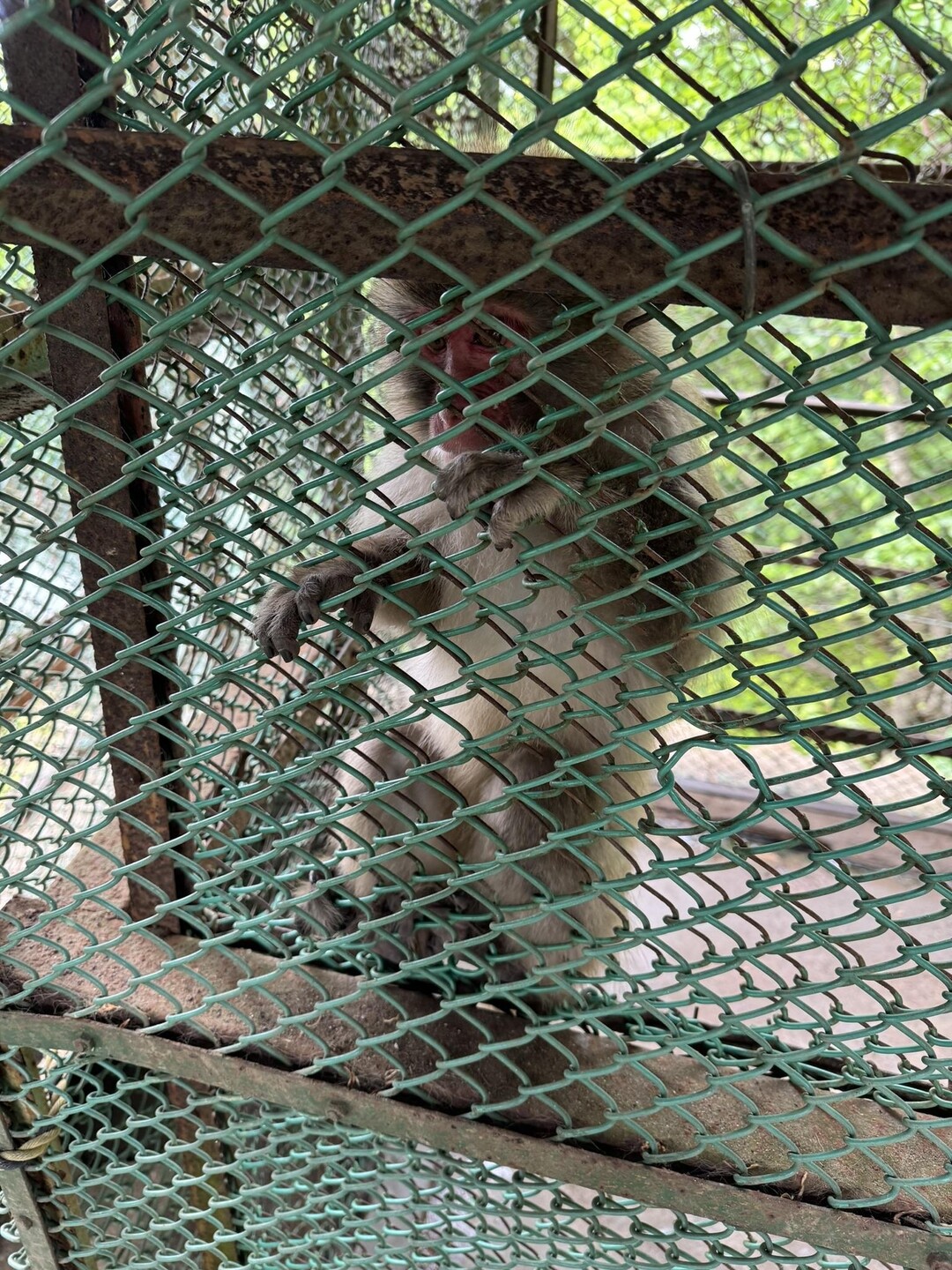 丸山 / KKさんの月山・毘沙門山の活動データ | YAMAP / ヤマップ