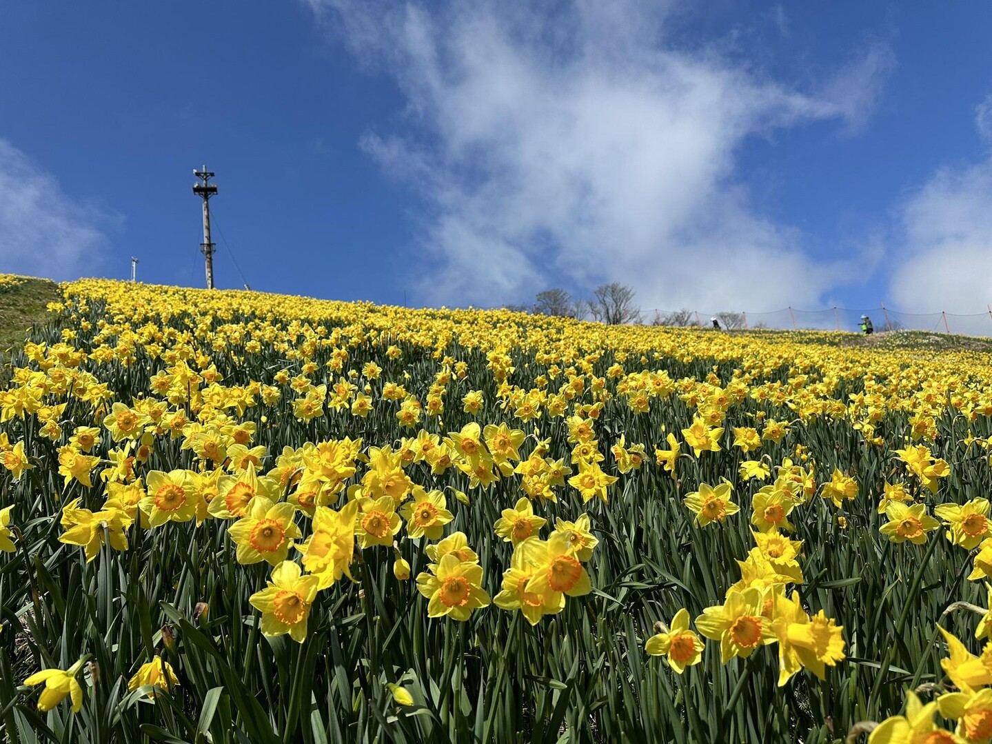 権現山・ホッケ山・蓬莱山・打見山 / wakaさんの比良山地・武奈ヶ岳・釈迦岳の活動データ | YAMAP / ヤマップ