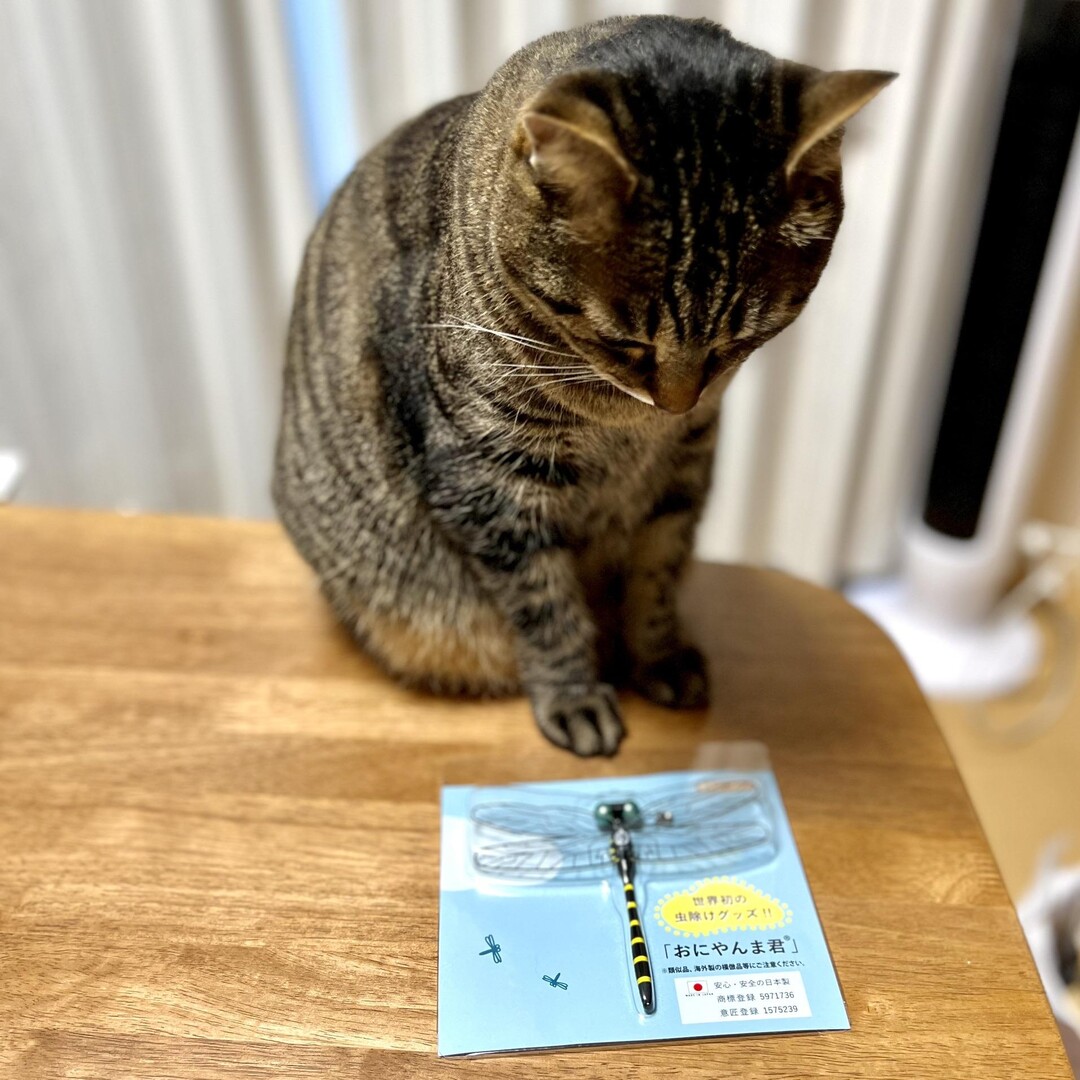 山でのアブや蜂🐝対策として、巷で話題の... / mooさんのモーメント | YAMAP / ヤマップ