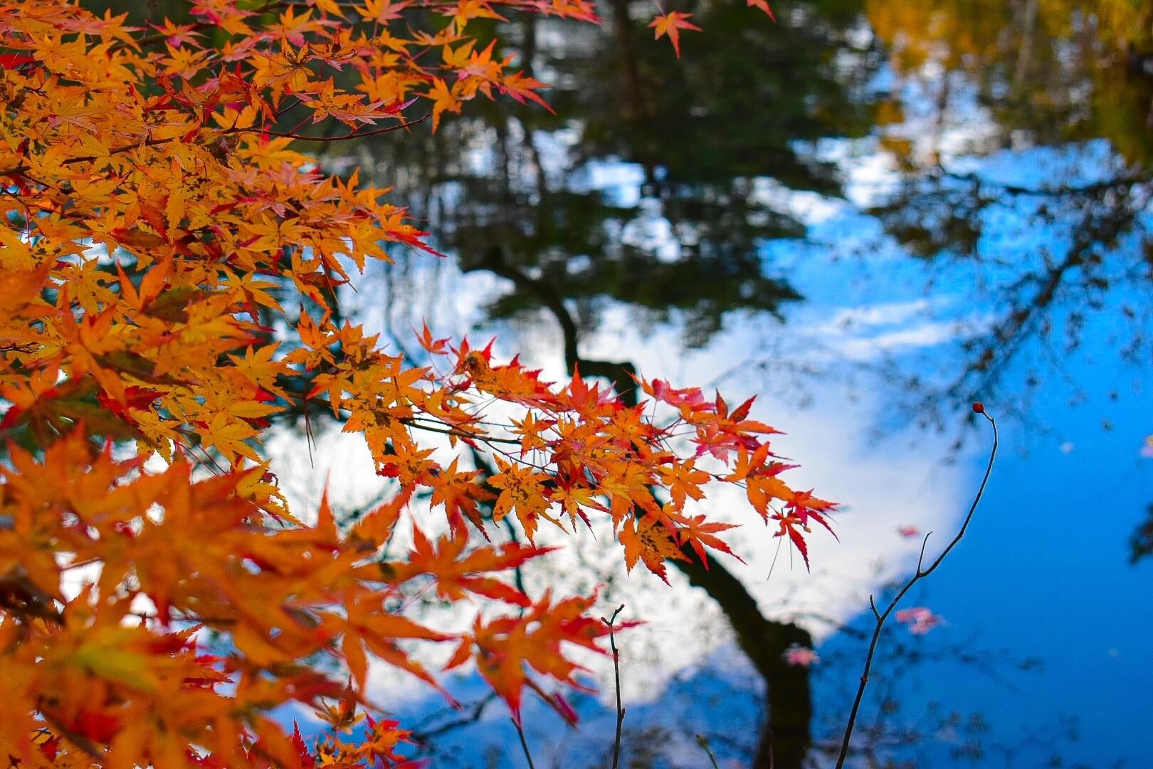 五色沼と紅葉🍁 / shouta （AX）さんのモーメント | YAMAP / ヤマップ