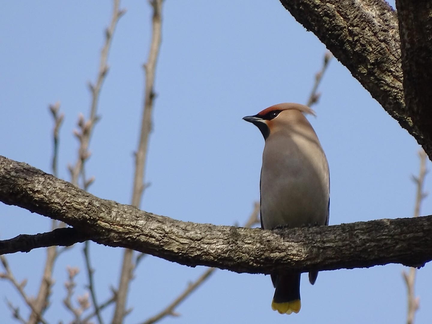 フズリナのページ | YAMAP / ヤマップ