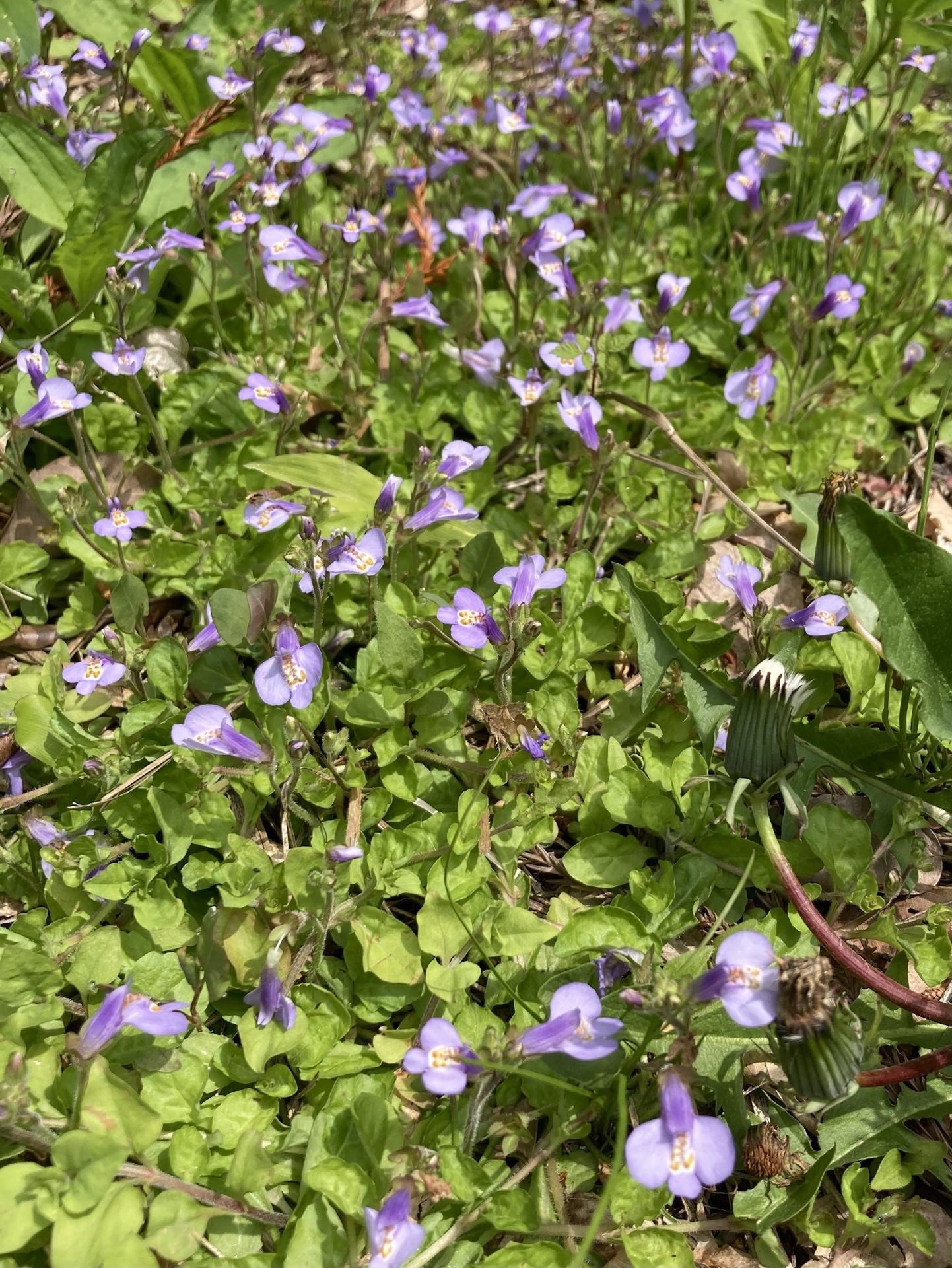 鷺城〜早坂山館ウォークの試し歩き / toshi5530さんの登山の活動日記 | YAMAP / ヤマップ