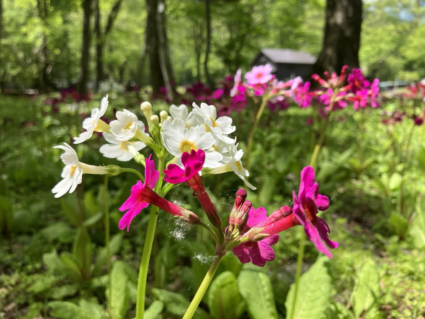 千手ヶ浜 九輪草 2022-06-04 / いっちゃんさんの社山・半月山の活動データ | YAMAP / ヤマップ