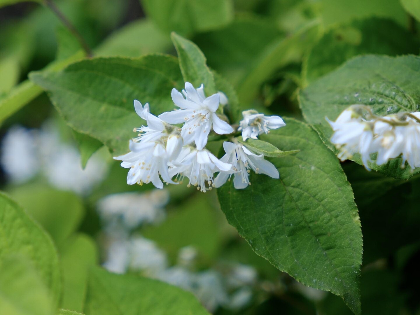 アカノラ山(入笠山植物園)沢入登山口 / owlさんの入笠山の活動データ | YAMAP / ヤマップ