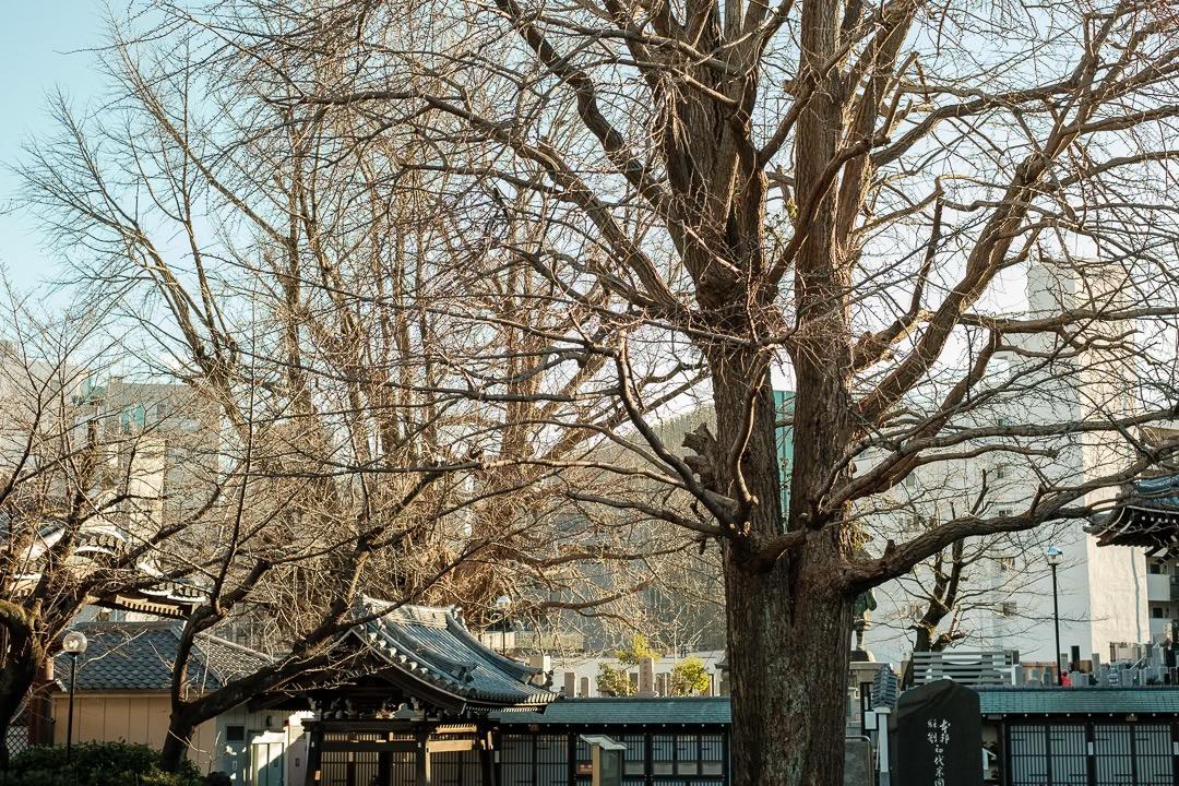Tokyo Tree Trek (Section 1)-2025-02-22 / nomrichさんのTokyo Tree Trek ...