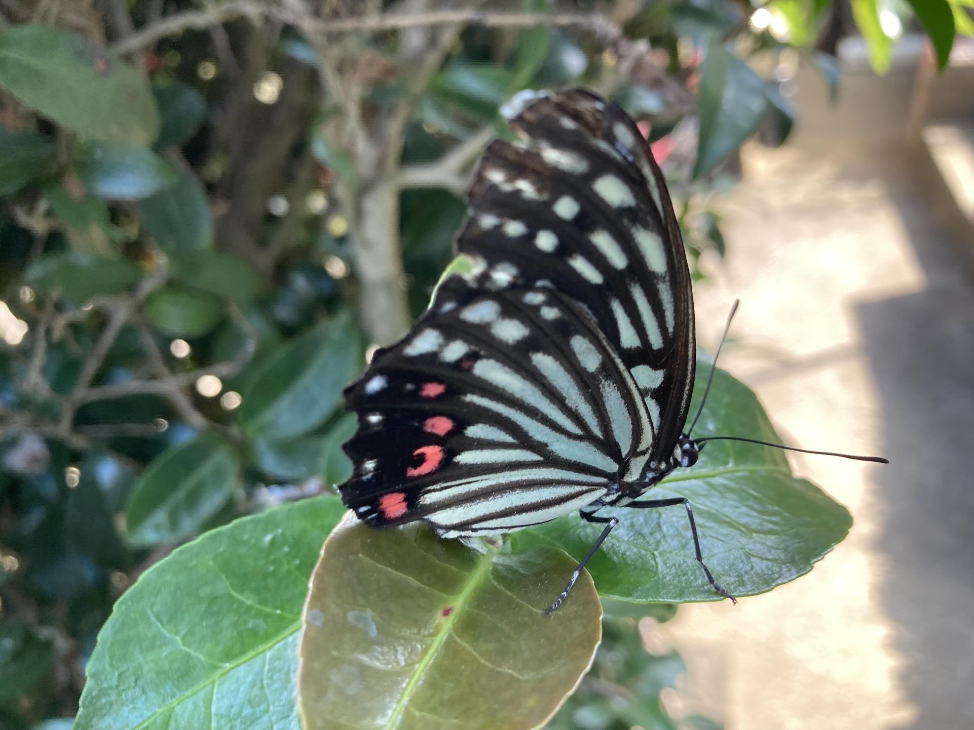 ＜UTMF2023 放送予定＞ 7月30... / こしこし🐈🐈さんのモーメント | YAMAP / ヤマップ