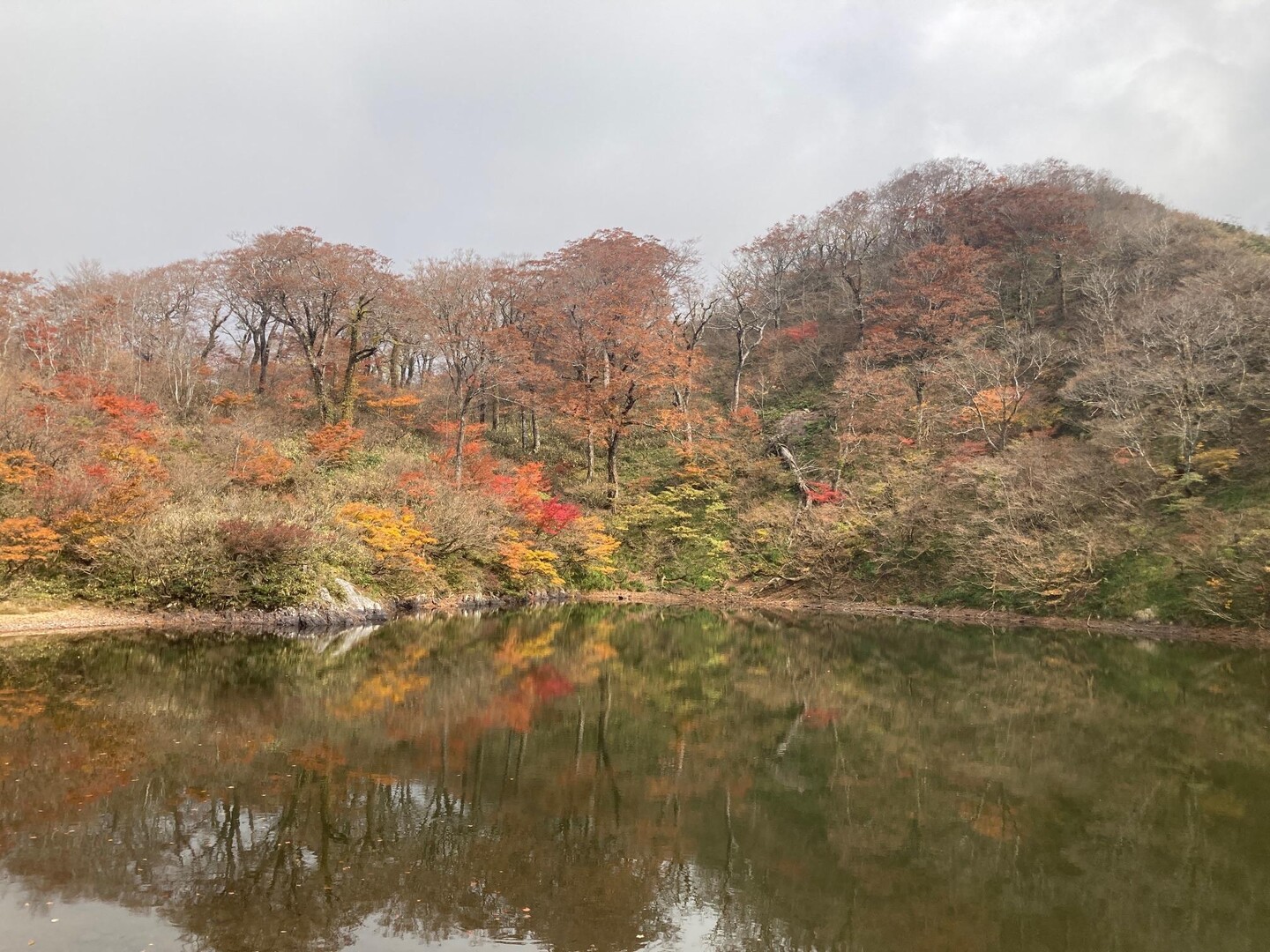 夜叉ヶ池の紅葉🍁、最高潮！ / Genさんさんの夜叉ヶ池山・三周ヶ岳の活動データ | YAMAP / ヤマップ