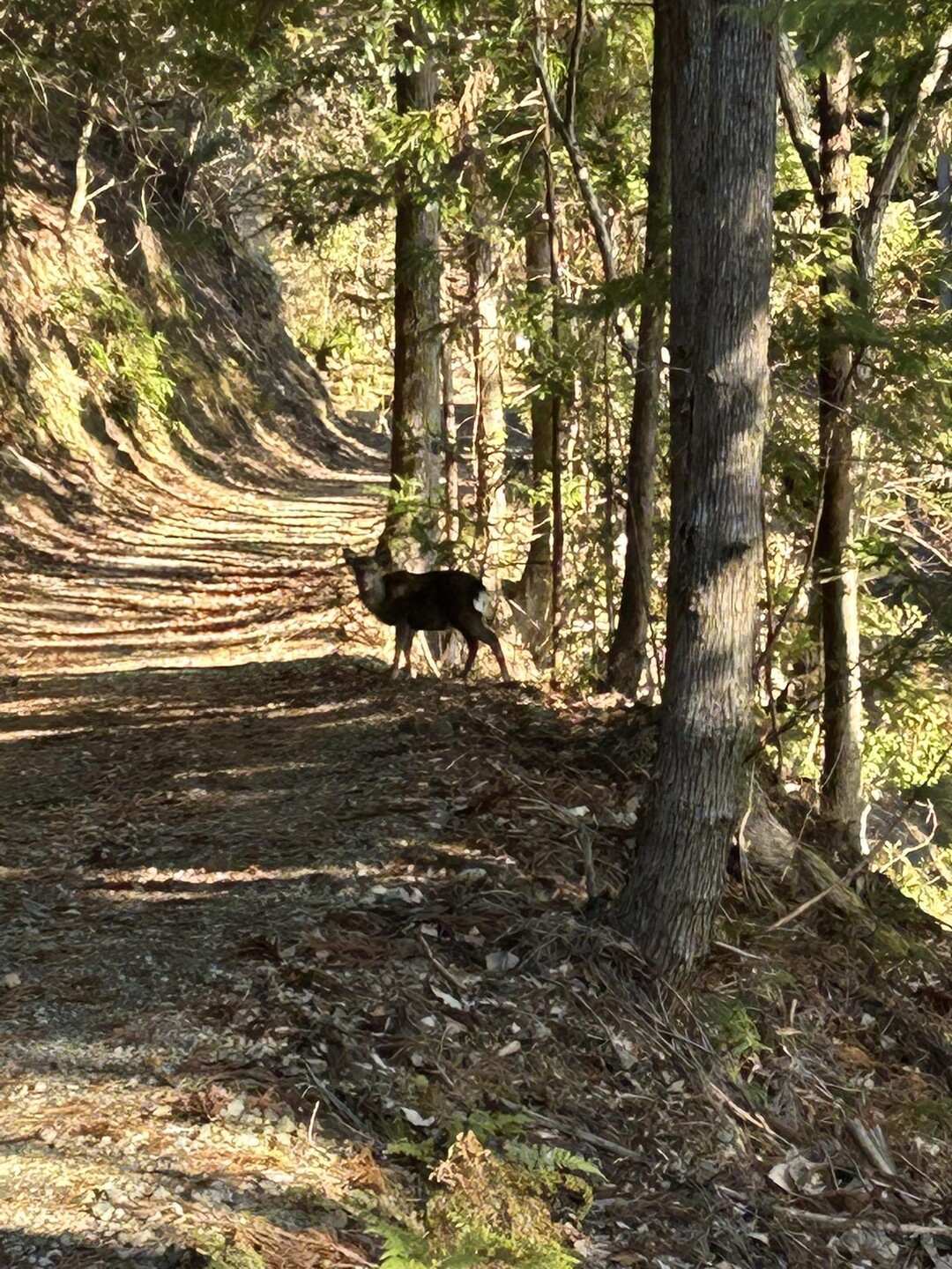 干支登山 熊野古道蛇形地蔵-2025-01-12 / tomoさんのウォーキングの活動データ | YAMAP / ヤマップ