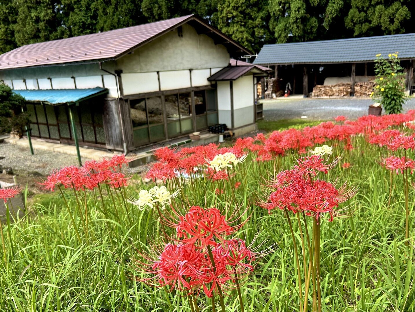 白い曼珠沙華を愛でに・千歳山 / namiさんの千歳山・猿岡山・戸神山の活動データ | YAMAP / ヤマップ