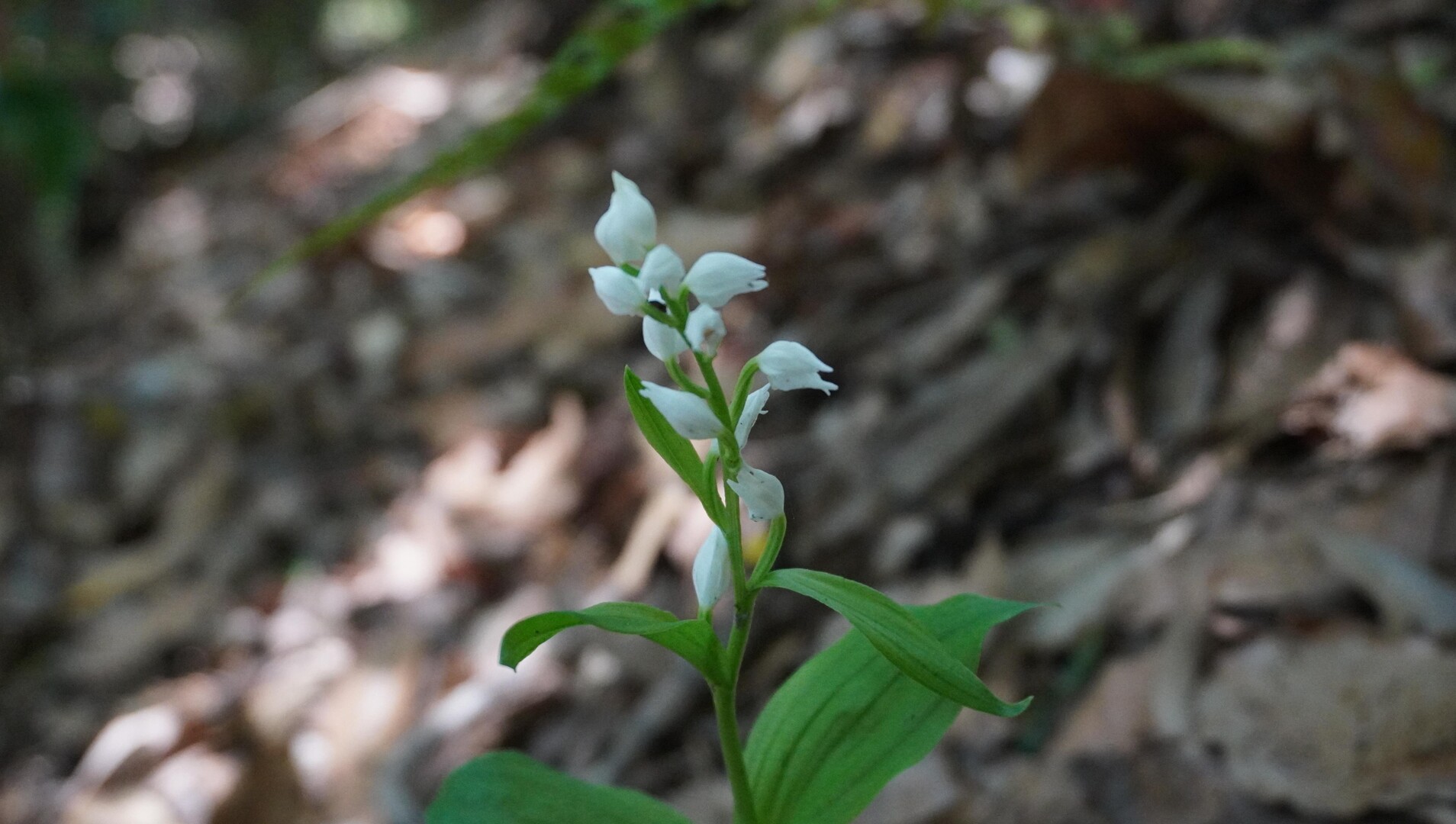 嶽山 朝の山歩 R5-26 / Zatoさんの嶽山・若山・四熊ヶ岳の活動データ | YAMAP / ヤマップ