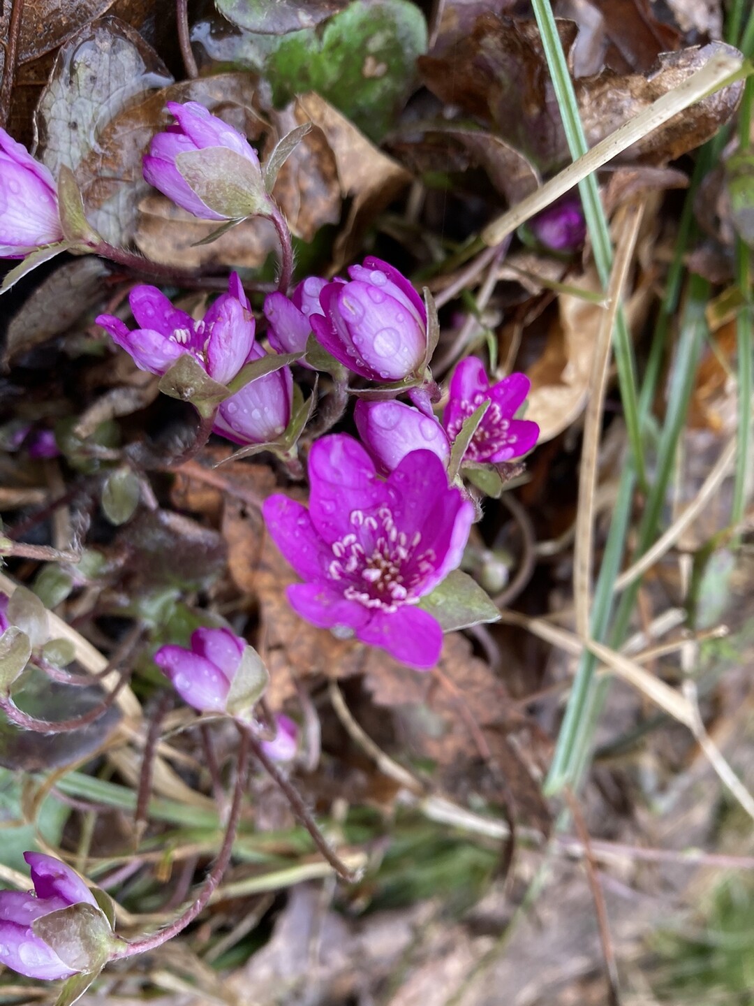 雪割草🌸に逢いに猿山へlet's go ‼︎ / emikoroさんの猿山の活動日記 | YAMAP / ヤマップ