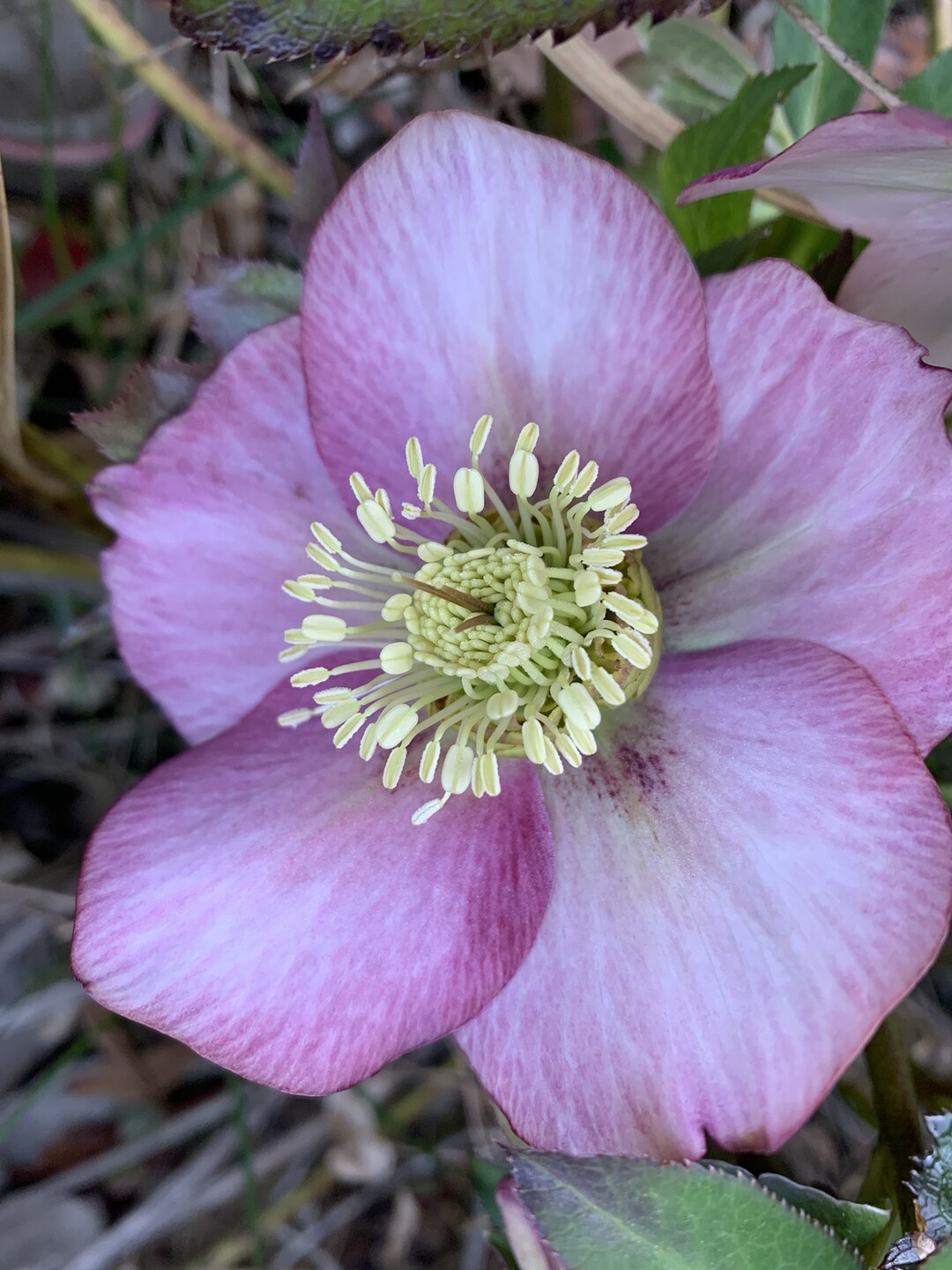 我が家のクリスマスローズ 今年も可愛く咲... / seekaさんのモーメント | YAMAP / ヤマップ