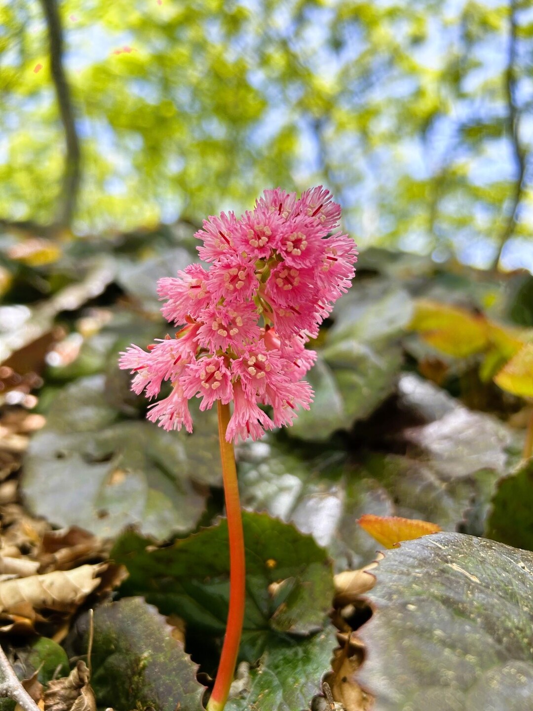 大御影山 / Thomasさんの三十三間山・三重嶽・武奈ヶ嶽の活動データ | YAMAP / ヤマップ