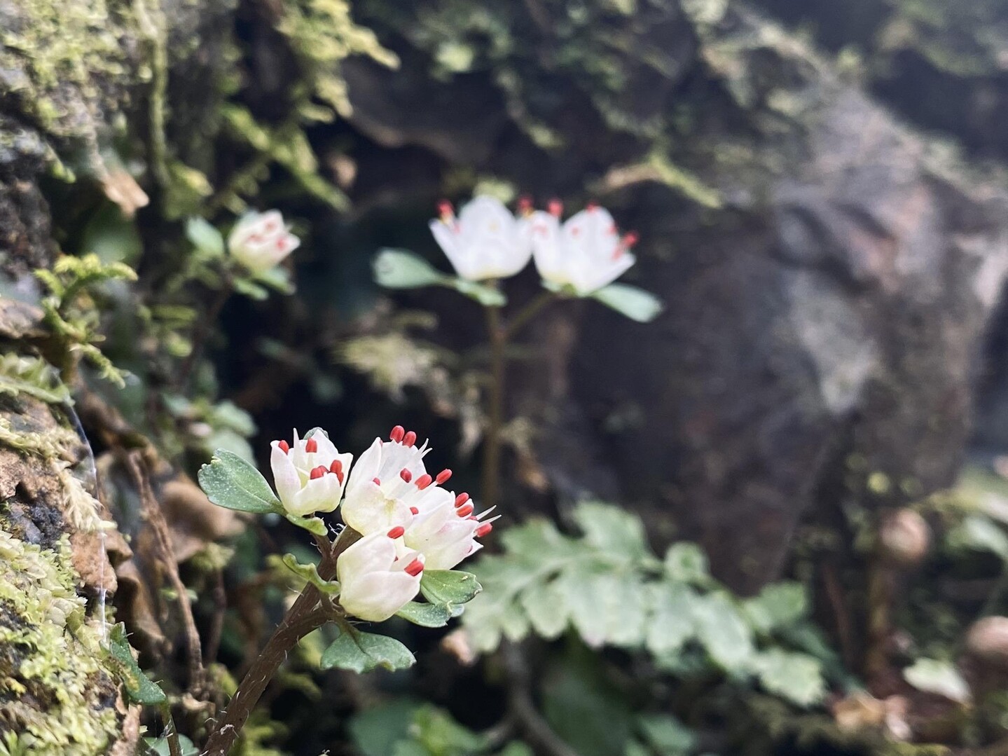 2024/3/4 今年は梅見ていなかった... / chi-さんのモーメント | YAMAP / ヤマップ