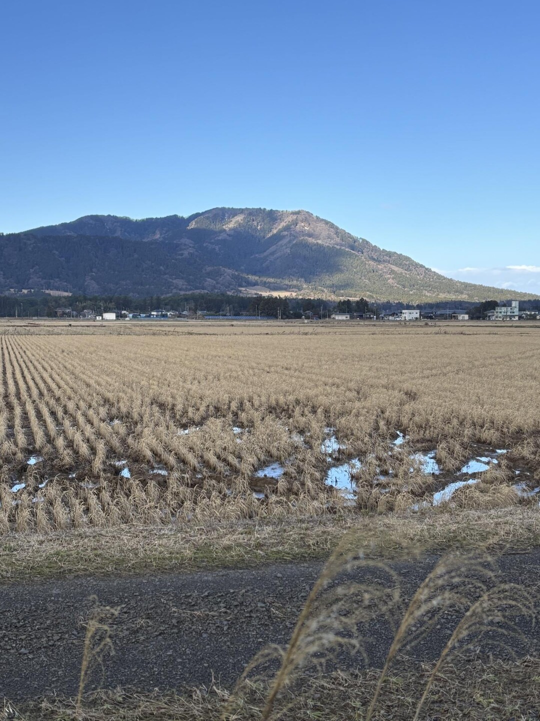 2025スタート🎌-元旦⛩️角田山（長者原山） / TK-one.comさんの角田山の活動データ | YAMAP / ヤマップ