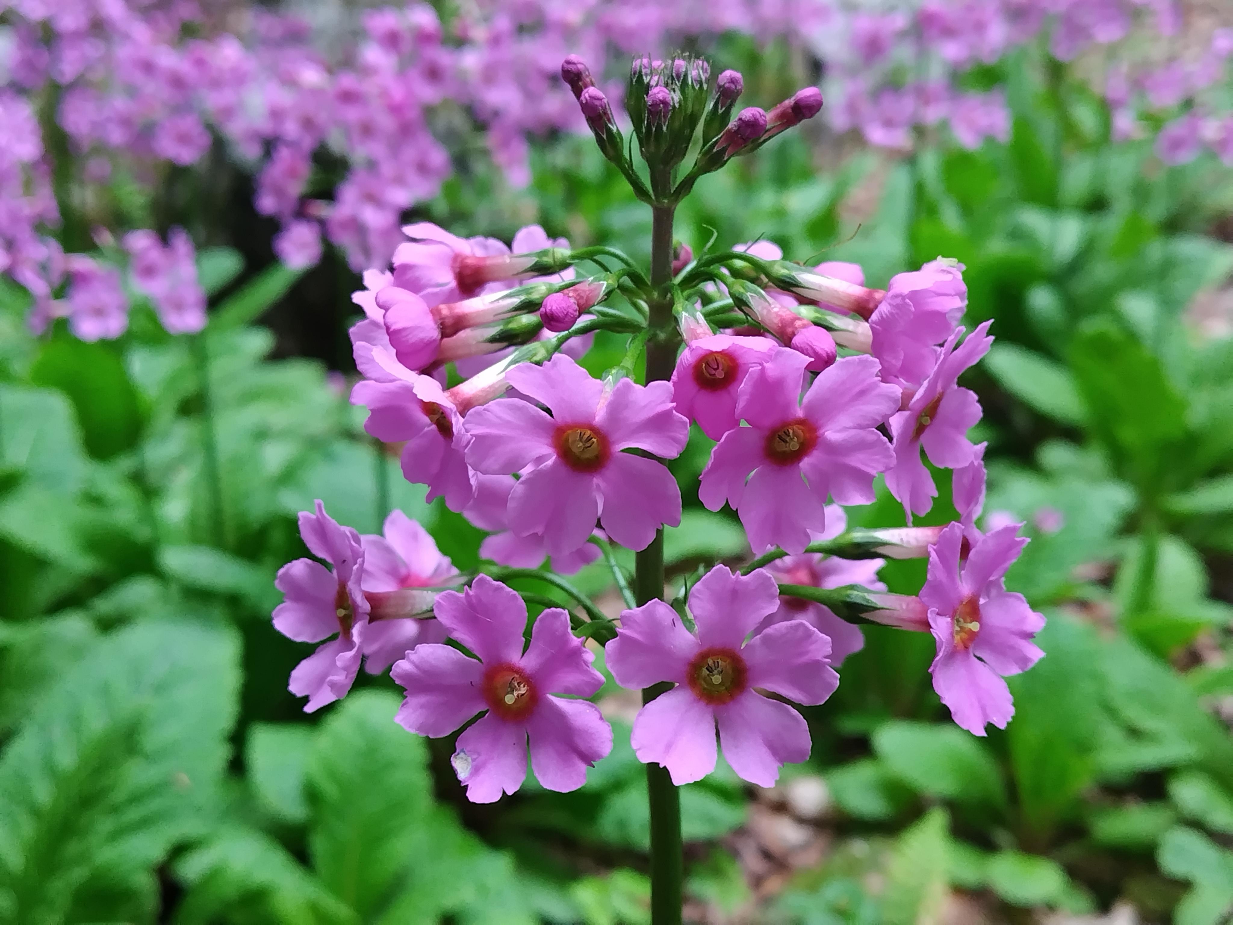 🌸クリンソウ🌸己高山・神使熊山 / TOMTOMさんの己高山の活動日記 | YAMAP / ヤマップ