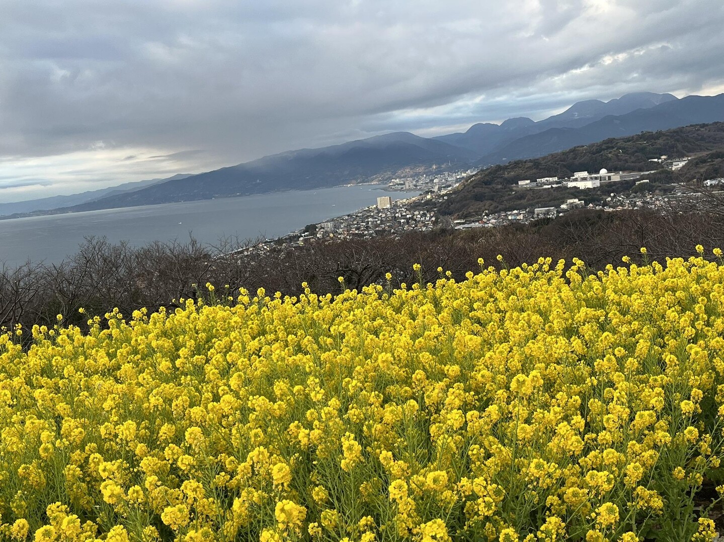 吾妻山-2024-01-28 / Ma-buさんの高麗山・湘南平・鷹取山の活動データ | YAMAP / ヤマップ