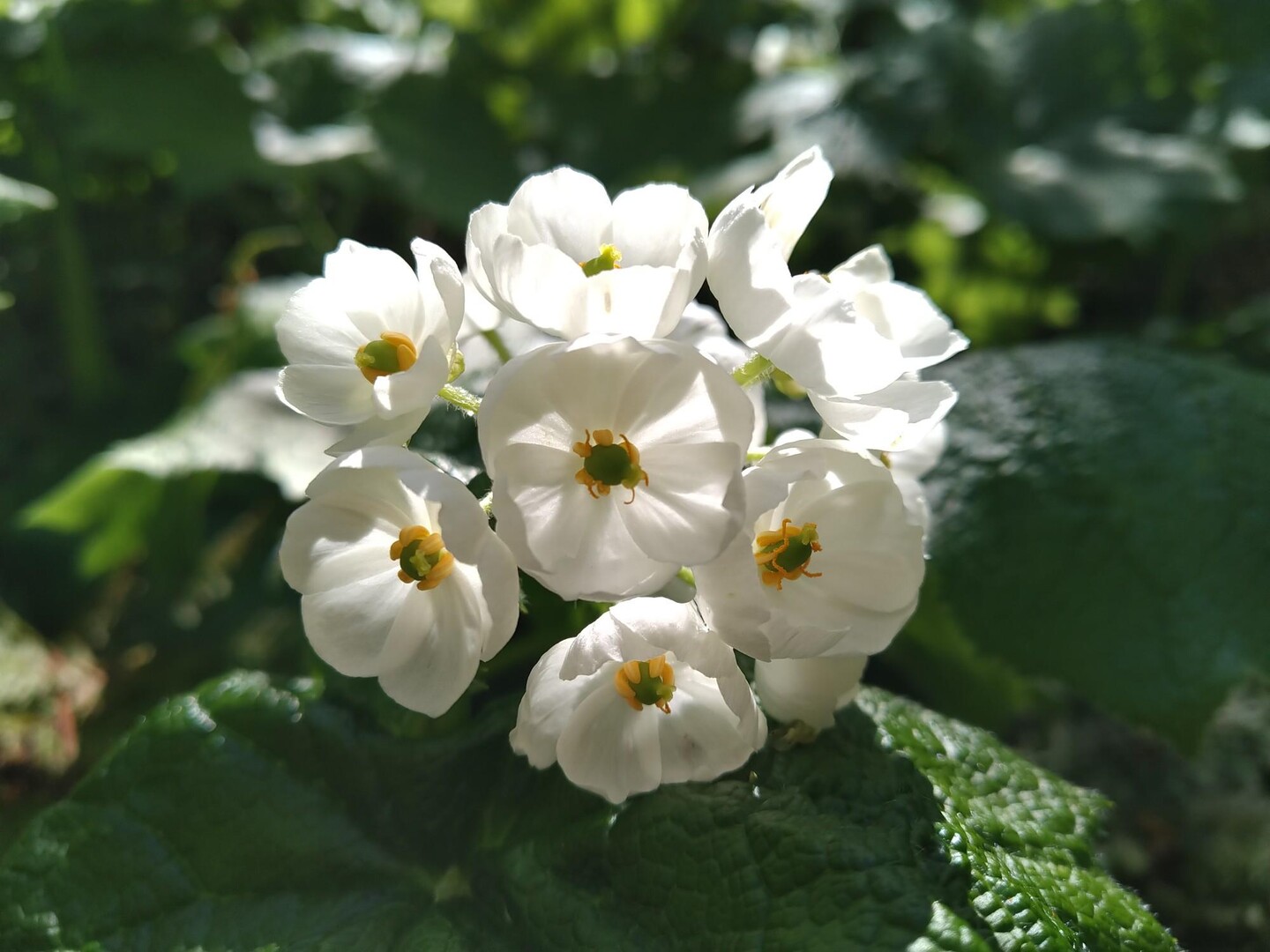 御舎利山・別山 / h.bloodさんの白山・別山・銚子ヶ峰の活動データ | YAMAP / ヤマップ