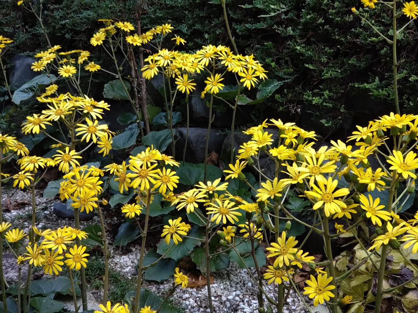 20221112 いつの間にか... / inomaさんのモーメント | YAMAP / ヤマップ