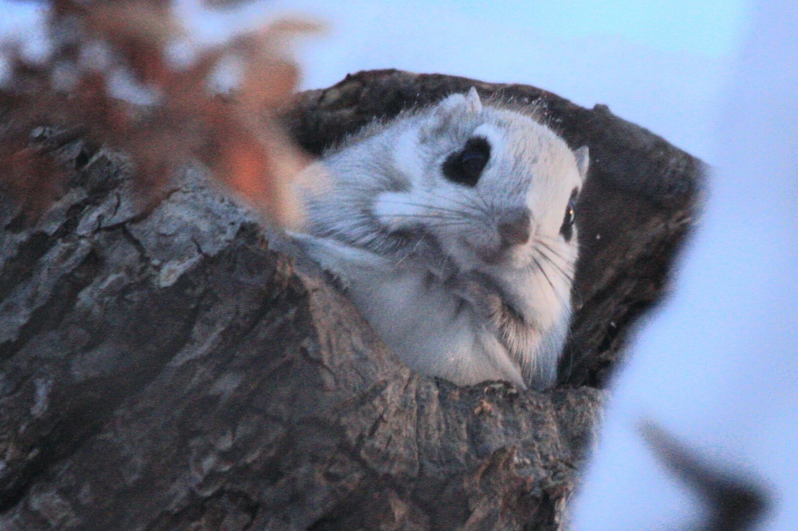 ハートの瞳「エゾモモンガ」 / RIVERさんのウォーキングの活動データ | YAMAP / ヤマップ