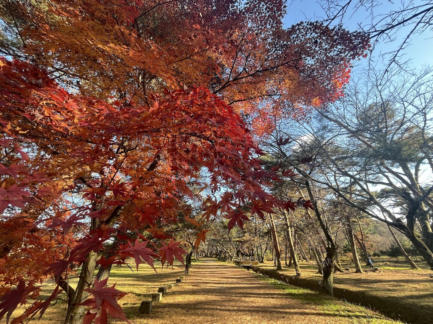 関山の帰り道 南湖公園一周2.5km は... / BLUEさんのモーメント | YAMAP / ヤマップ