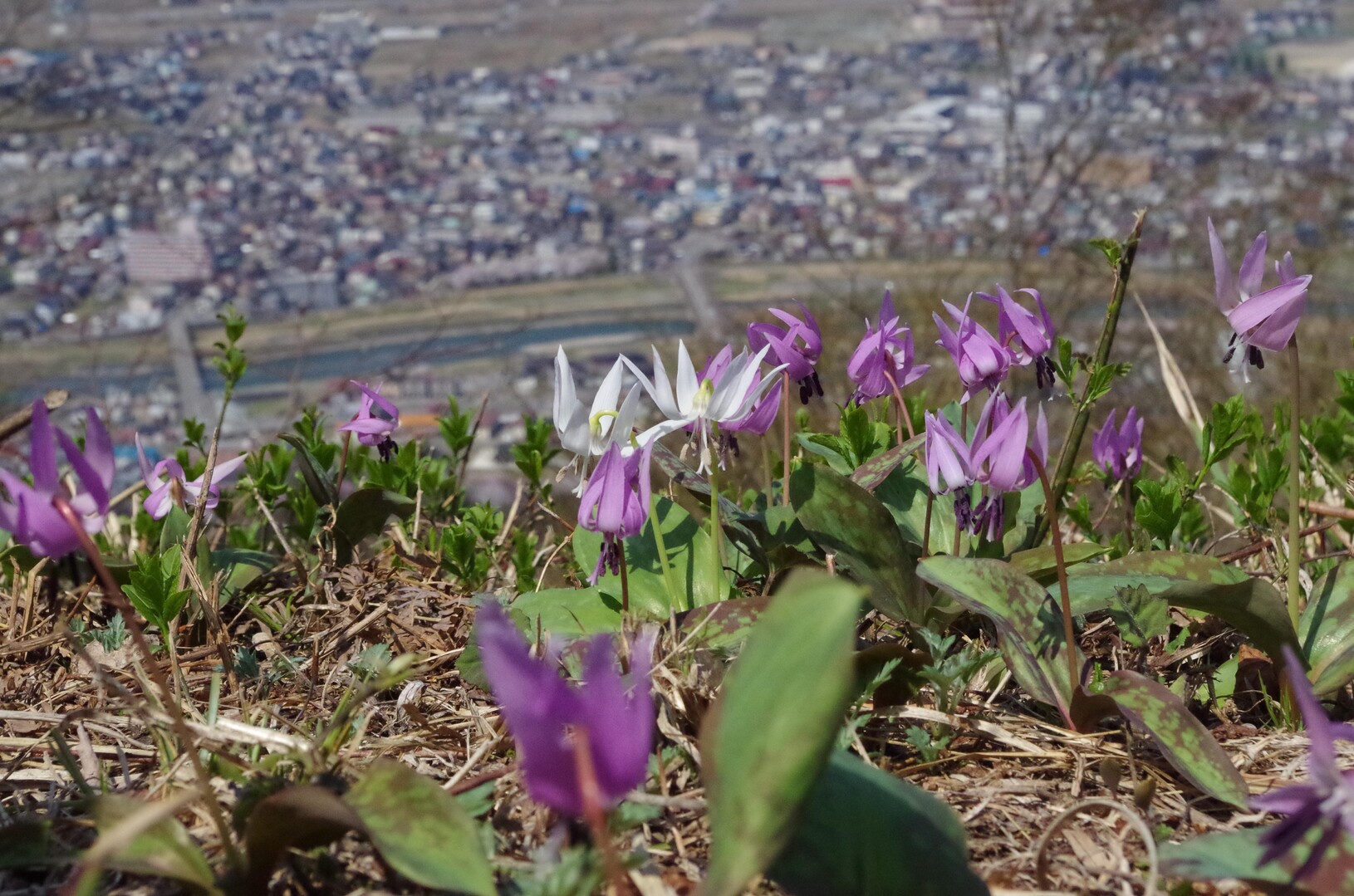 坂戸山5.7km歩〜カタクリ・コレデモカ ️ / ヒルズさんの坂戸山の活動データ | YAMAP / ヤマップ