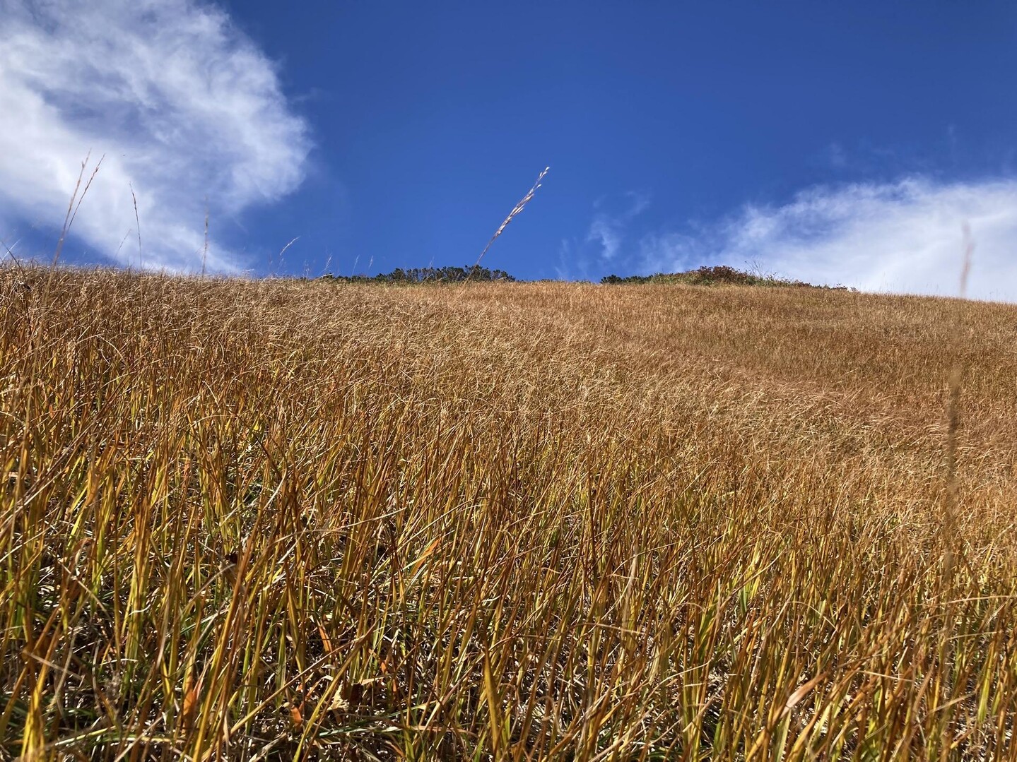 高下岳・根菅岳・大荒沢岳・沢尻岳 / chanmikiさんの和賀岳・薬師岳・高下岳の活動データ | YAMAP / ヤマップ