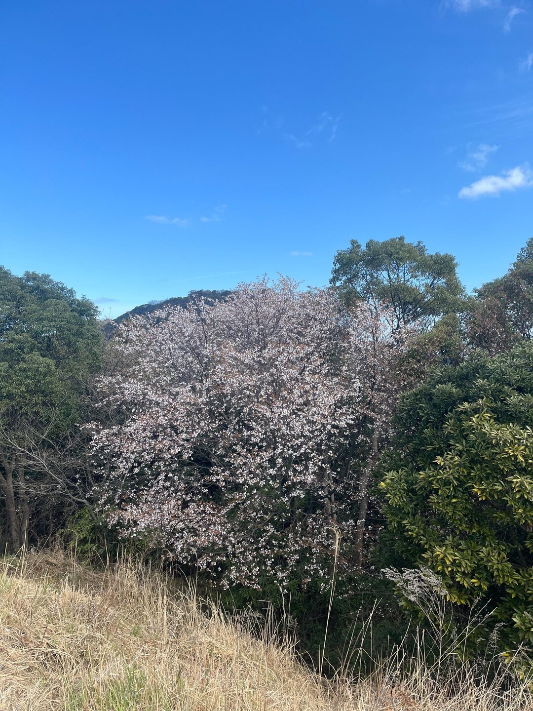 三日月山・立花山 / YASnowさんの立花山・三日月山・城ノ越山の活動データ | YAMAP / ヤマップ