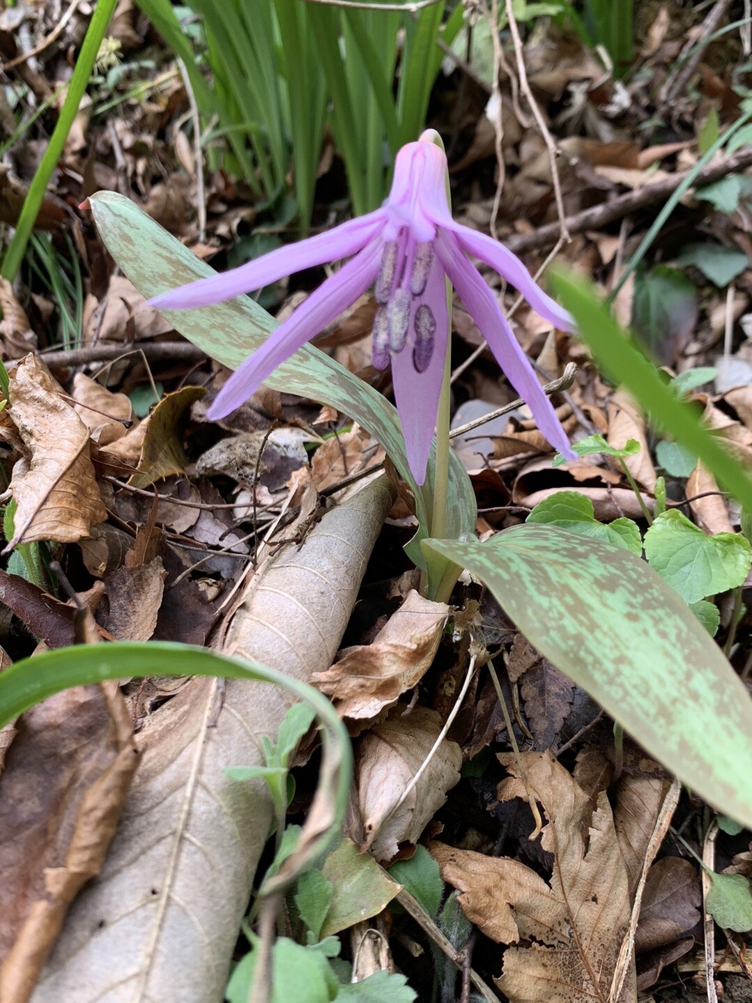 帝釈峡-2020-03-30 / momoさんの帝釈峡の活動データ | YAMAP / ヤマップ