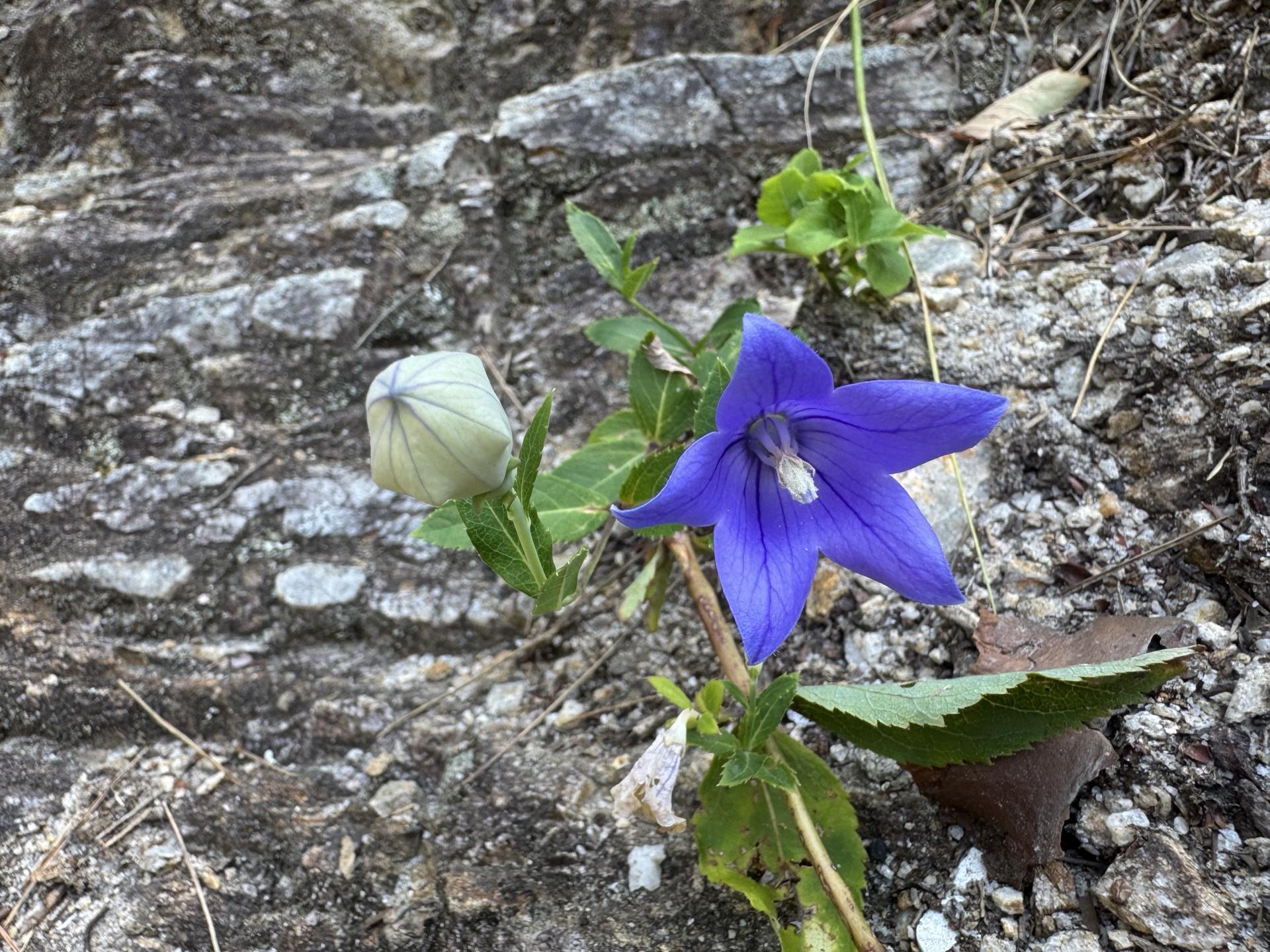 本宮山 2025-38 YAMAP通算300回目 / 718かぶとさんの本宮山・大日山・風頭山の活動データ | YAMAP / ヤマップ