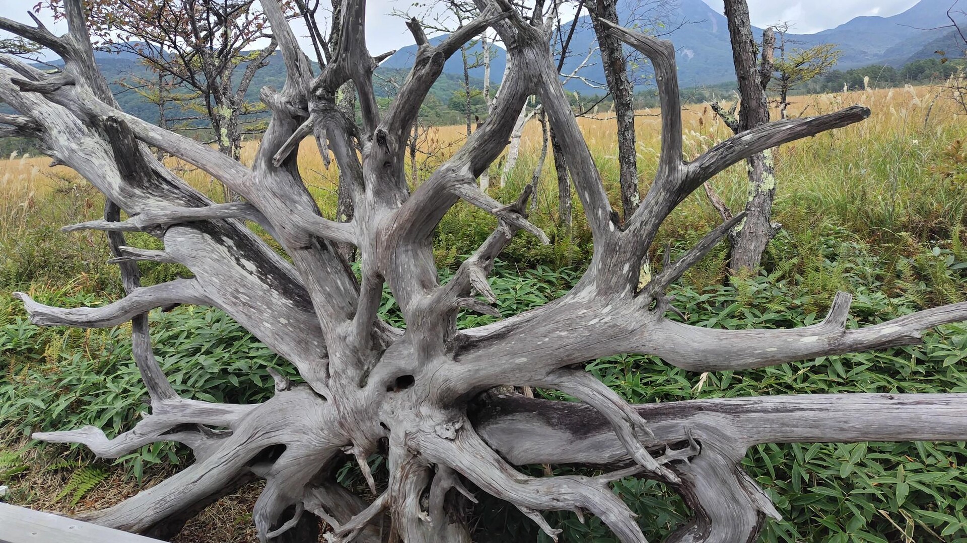 気（🌳）になるオブジェ😆 / riko** ☪さんの男体山の活動データ | YAMAP / ヤマップ