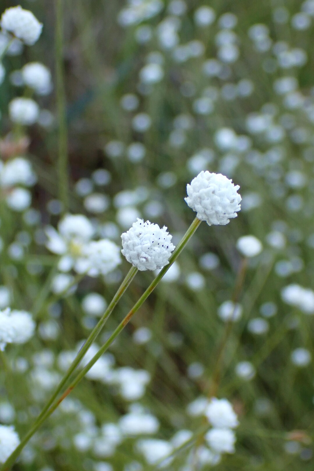 神石山 ・葦毛湿原 シラタマホシクサ ⭐️ / sinoさんさんの坊ヶ峰・石巻山・神石山・葦毛湿原の活動日記 | YAMAP / ヤマップ