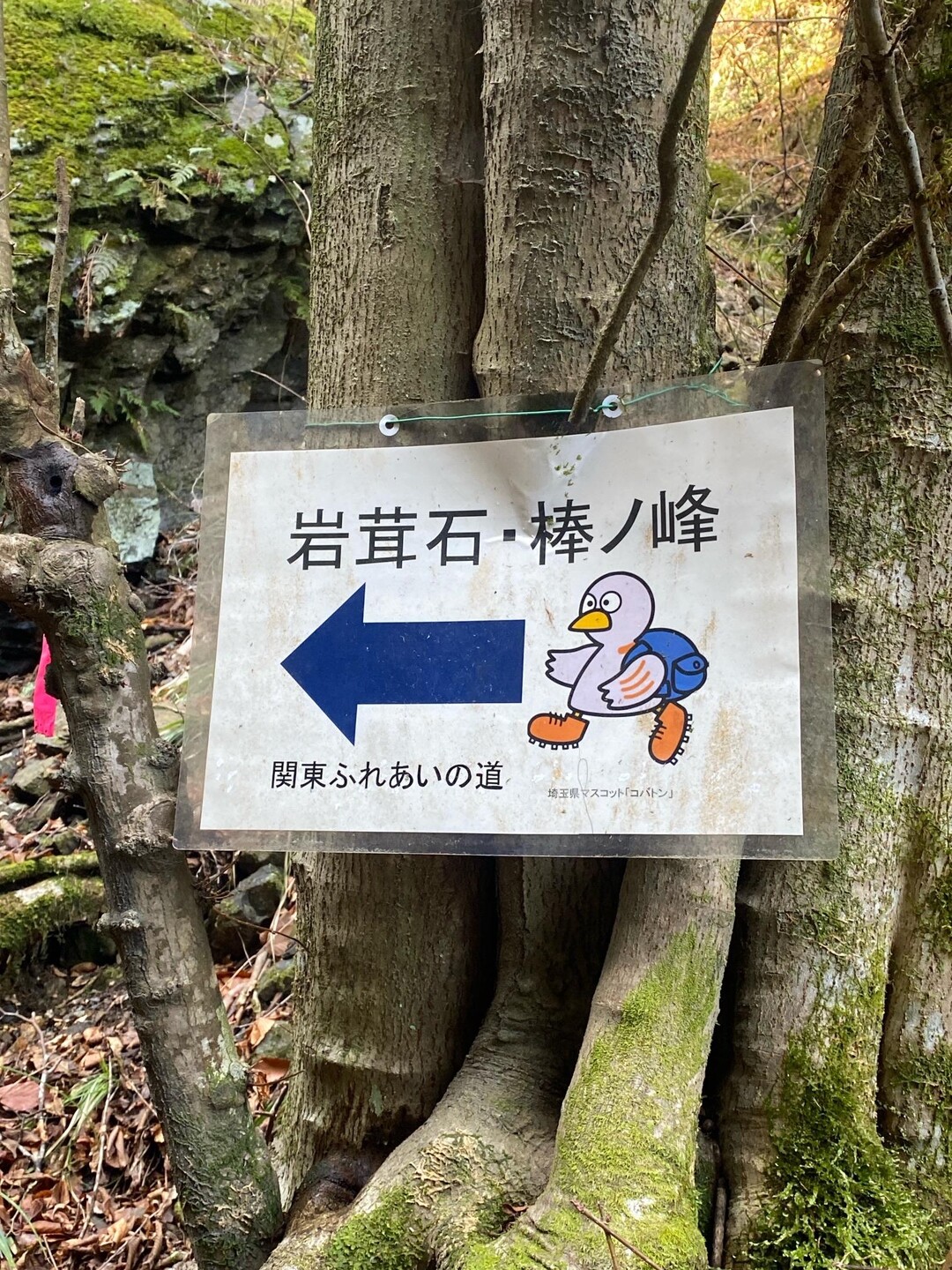 棒ノ嶺（棒ノ折山）・黒山・逆川ノ丸・興越山・岩茸石山・高水山 / Myaccoroさんの棒ノ折山（棒ノ嶺）の活動データ | YAMAP / ヤマップ