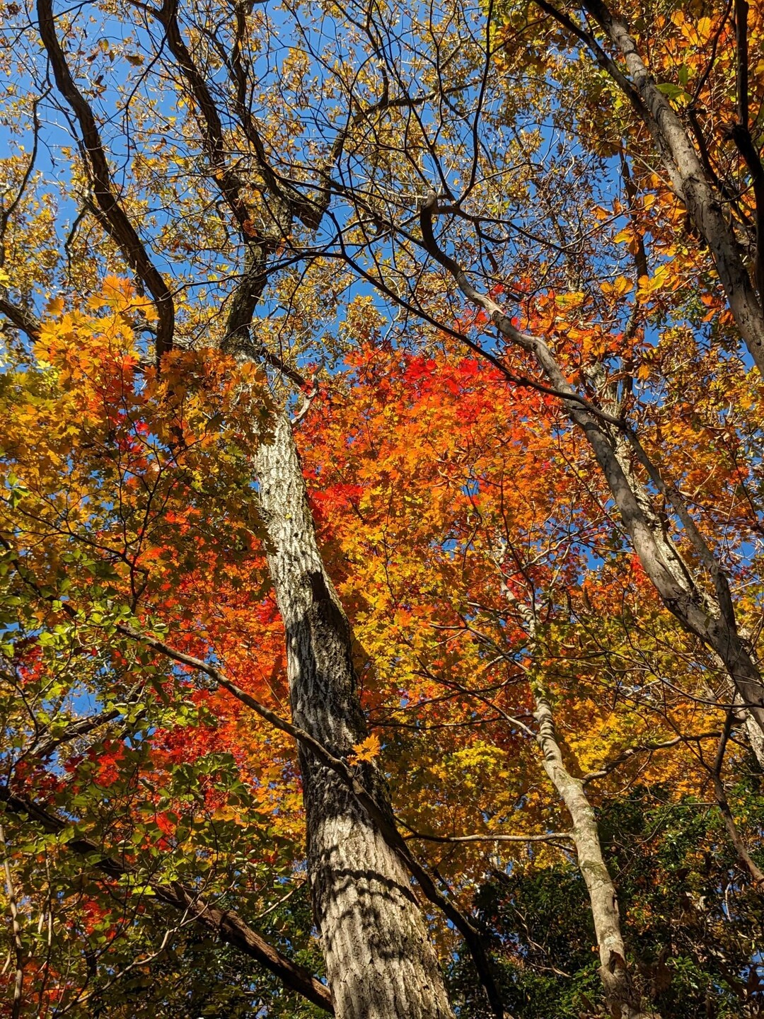 振り返れば阿蘇💚のご褒美 / rie.tさんの九重山（久住山）・大船山・星生山の活動データ | YAMAP / ヤマップ